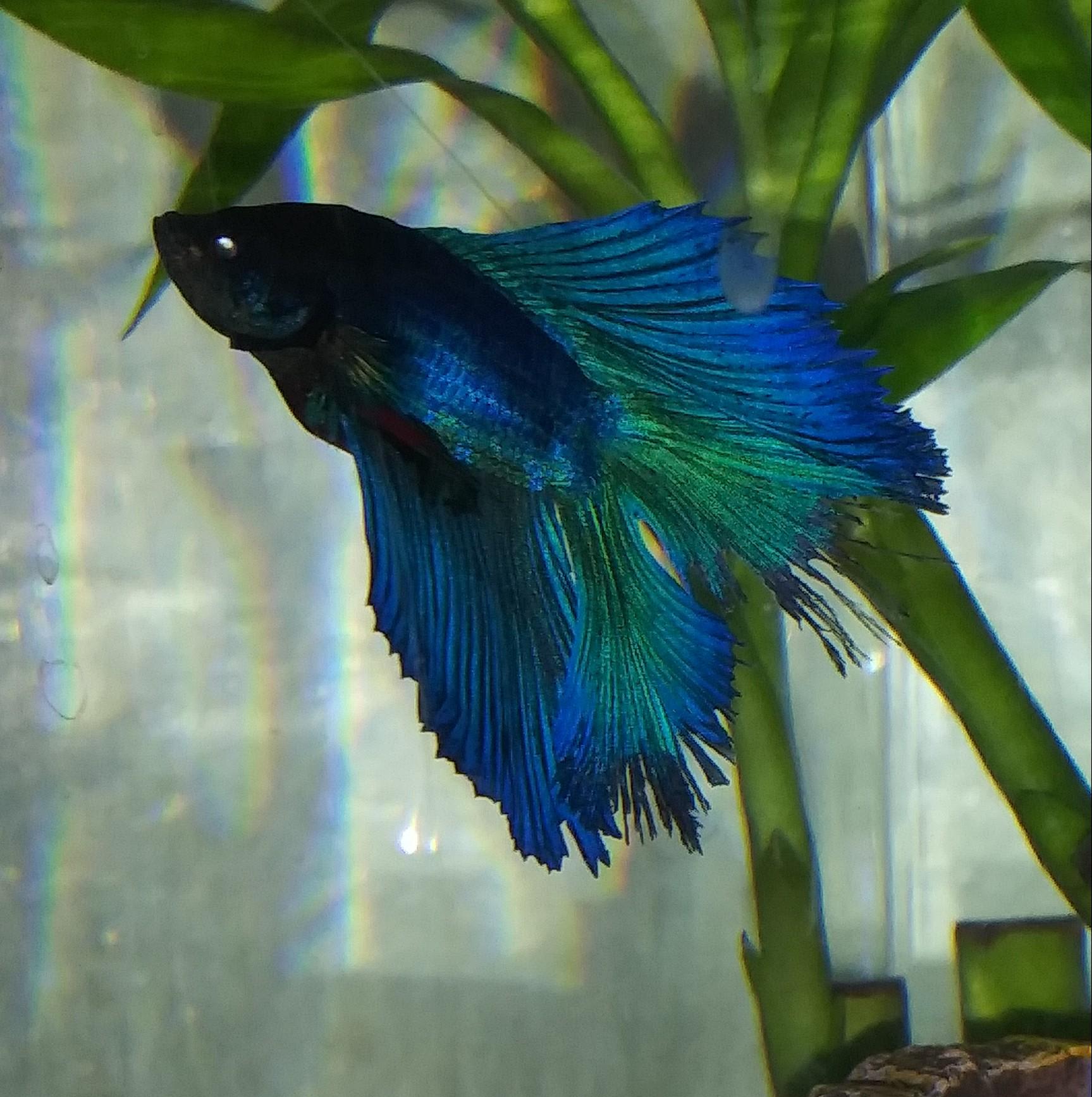 Why are my betta's fins shredded, even if he's active & young? | Petco
