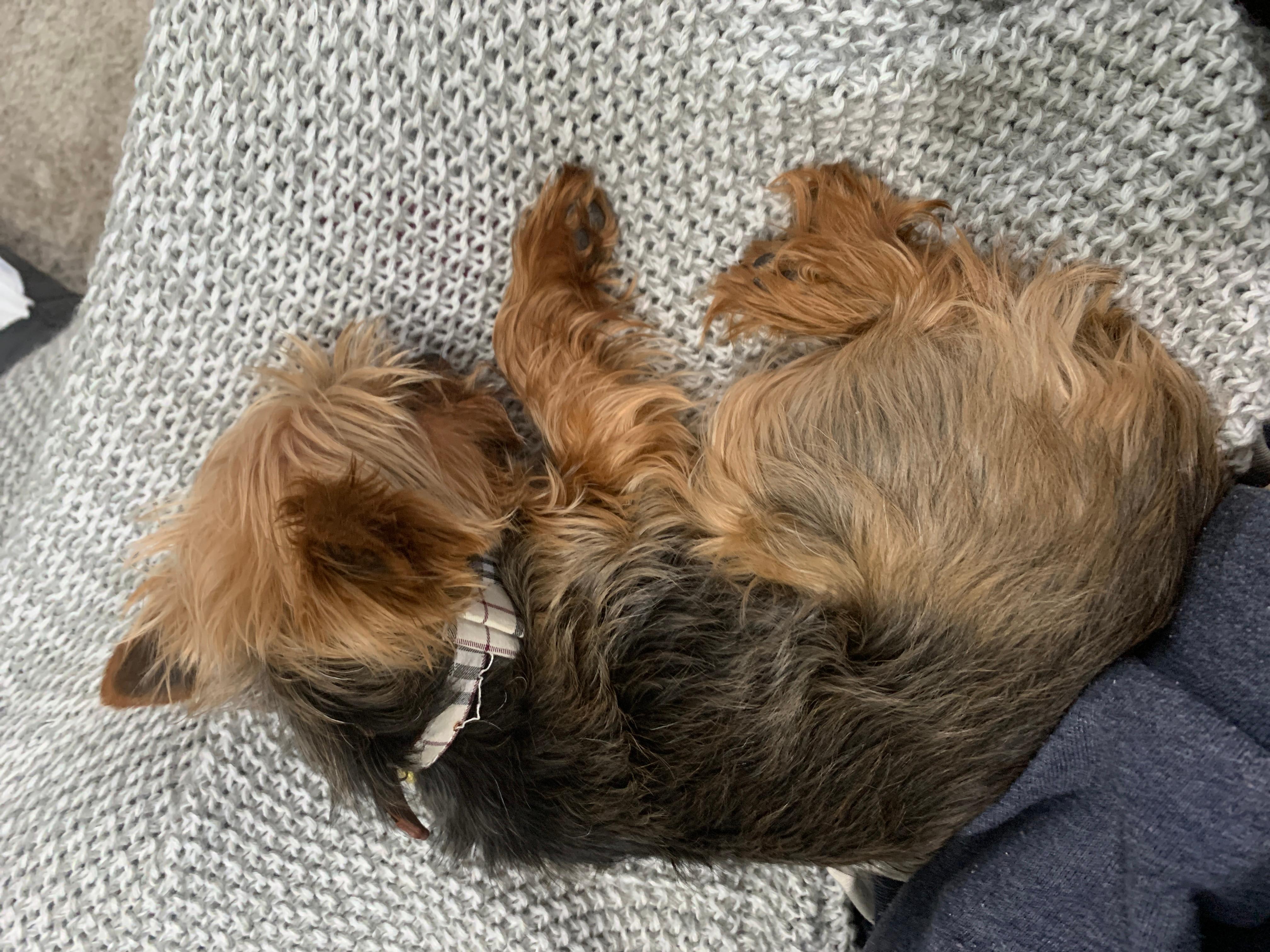 My Yorkie Hurt His Leg Jumping & Is Limping: What To Do? | Petco