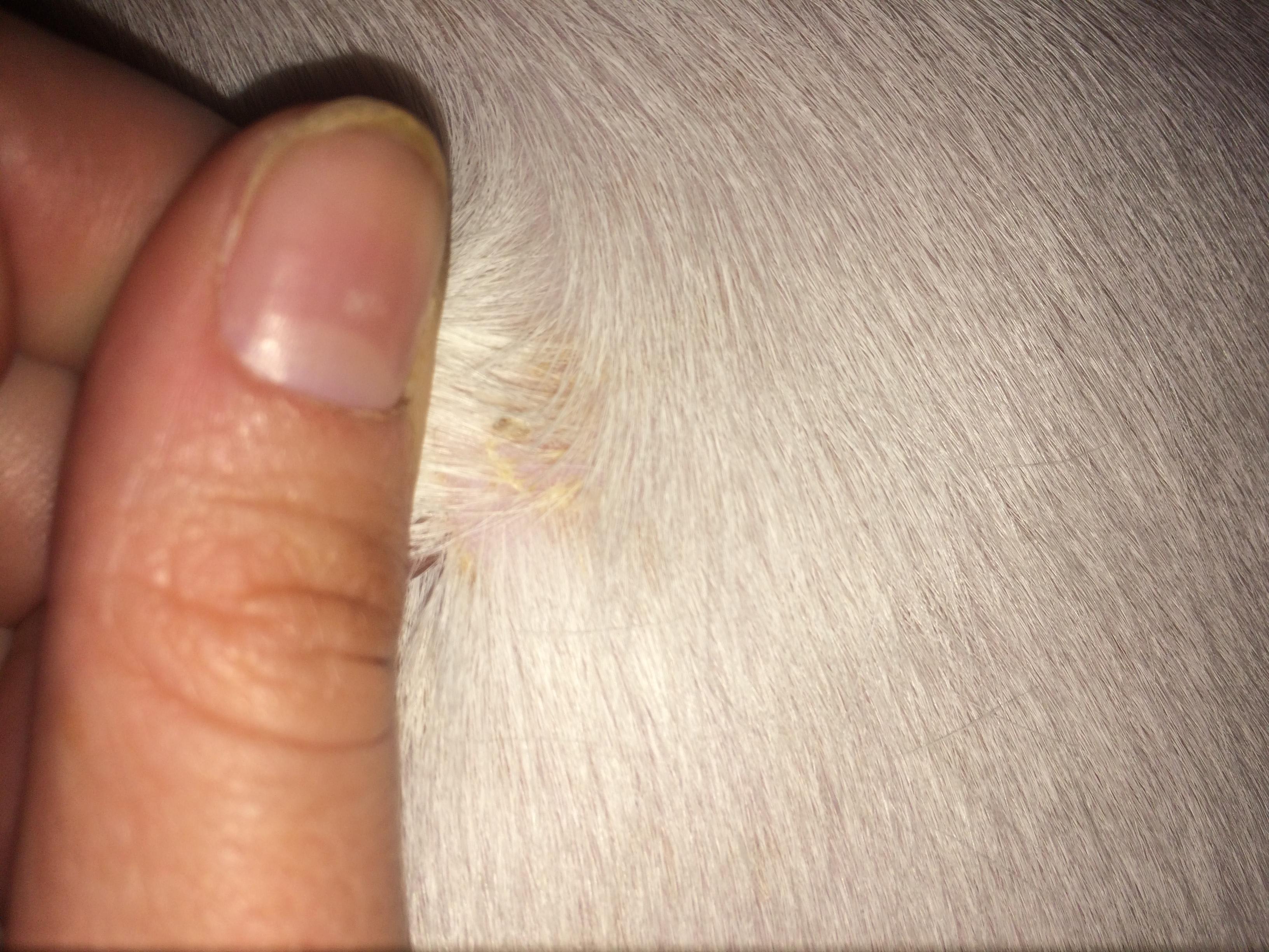 Why Does My Dog Have Yellow Crusty Skin? Causes & What To Do | Petco