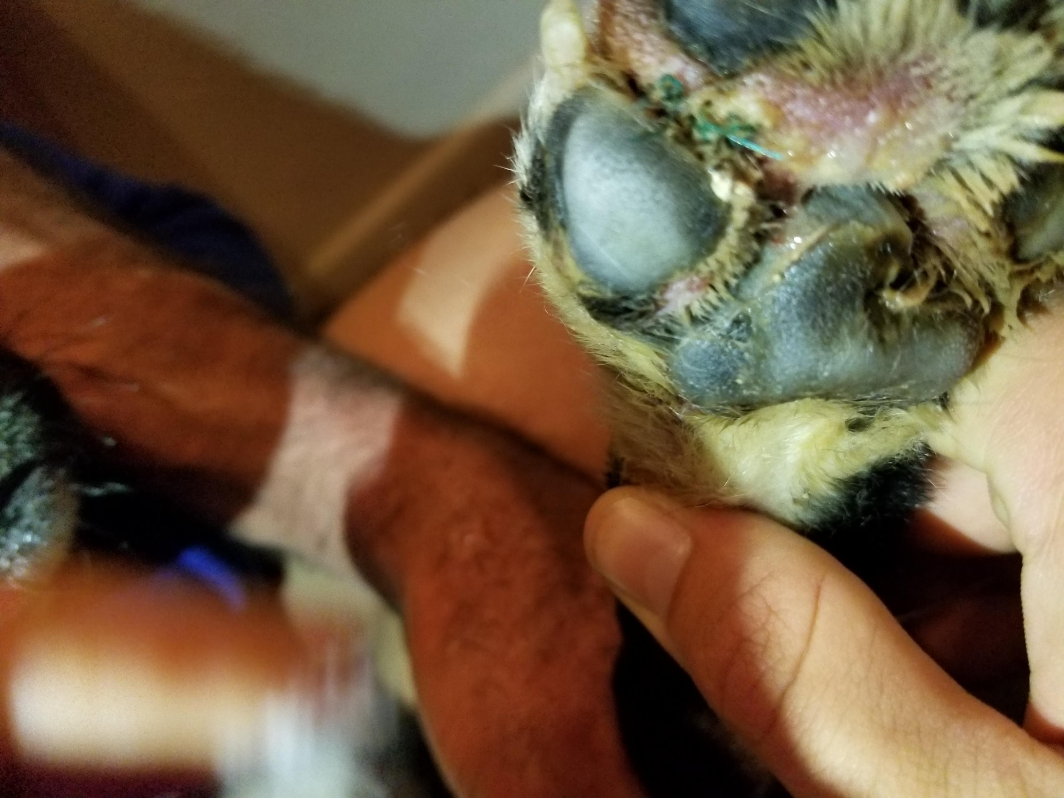 Dog Paw Stitches Leaking Smelly Fluid: Is It Infected? | Petco