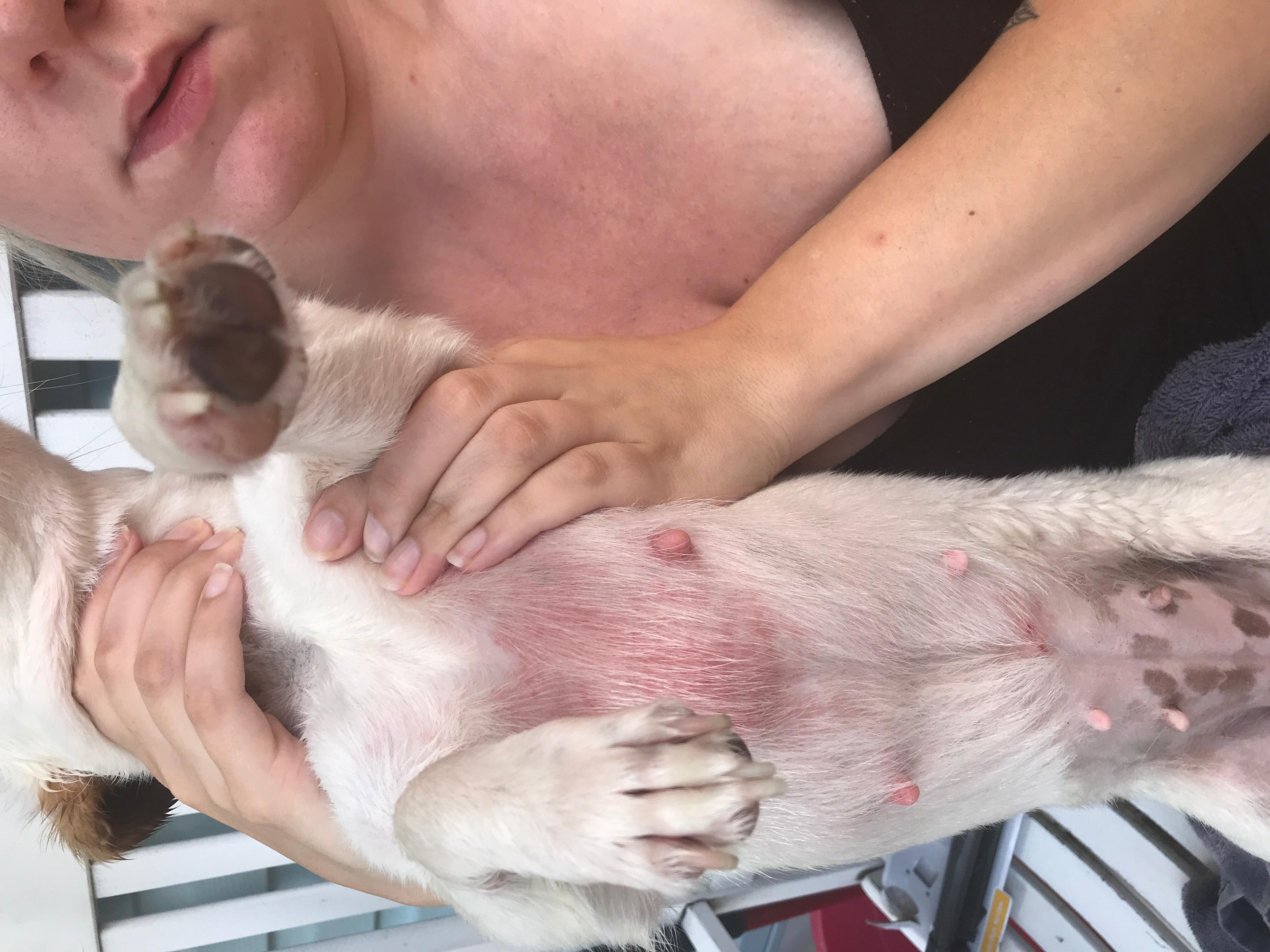 My Jack Russell has red, itchy skin. Is it allergies or mites? | Petco
