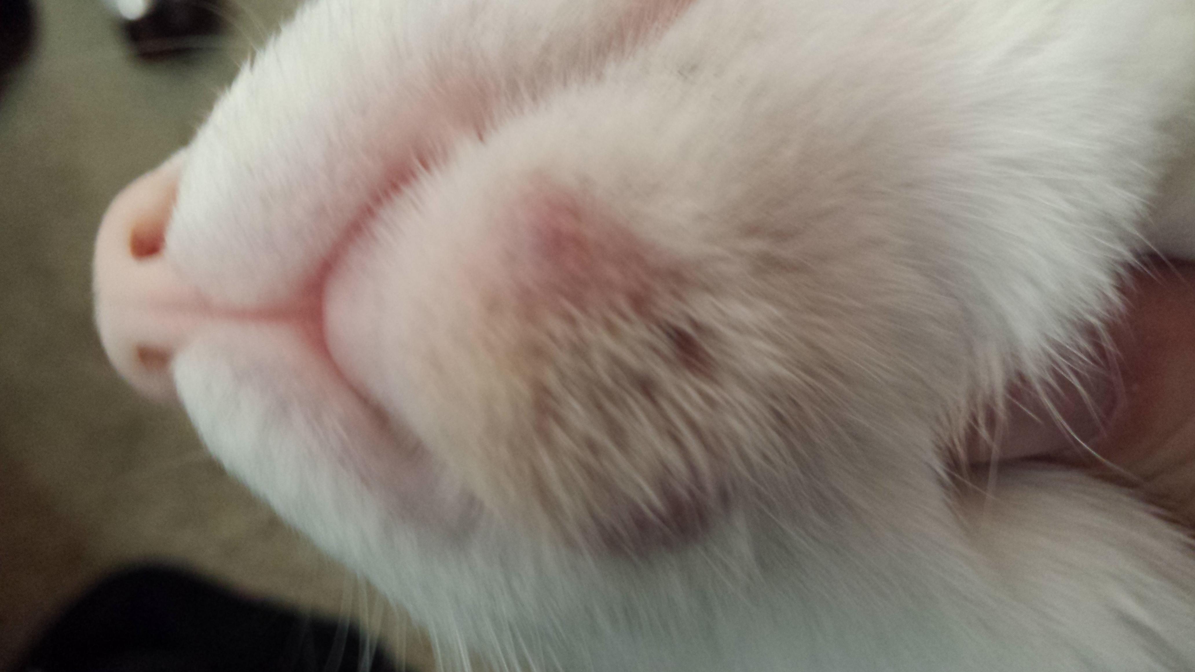 My Cat Has Painful Chin Bumps: When to See a Vet | Petco
