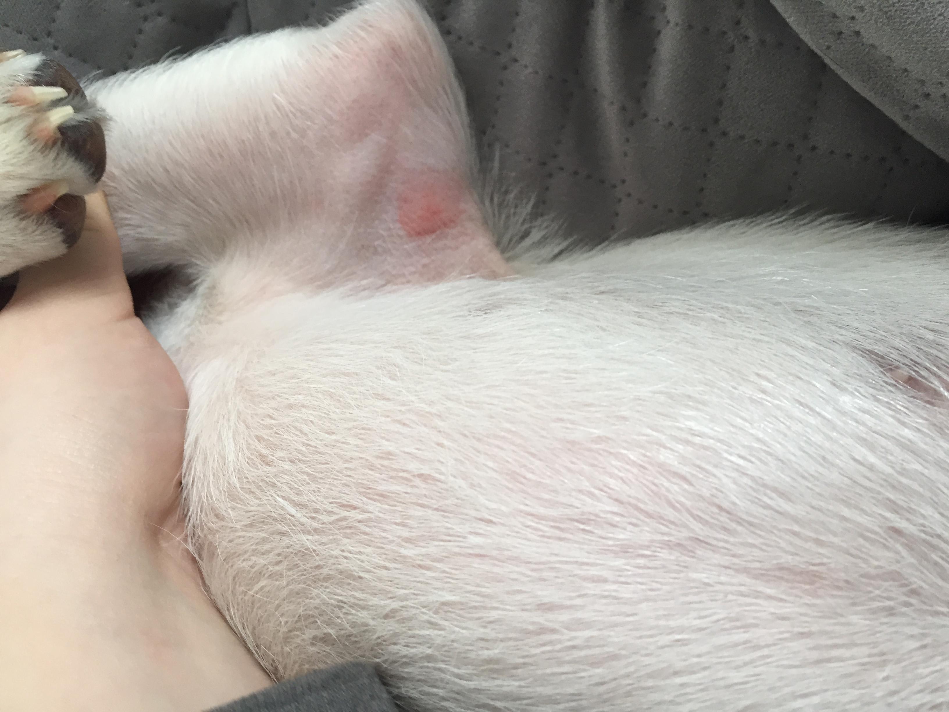 My dog has a non-painful lump under arm. When to see vet? | Petco
