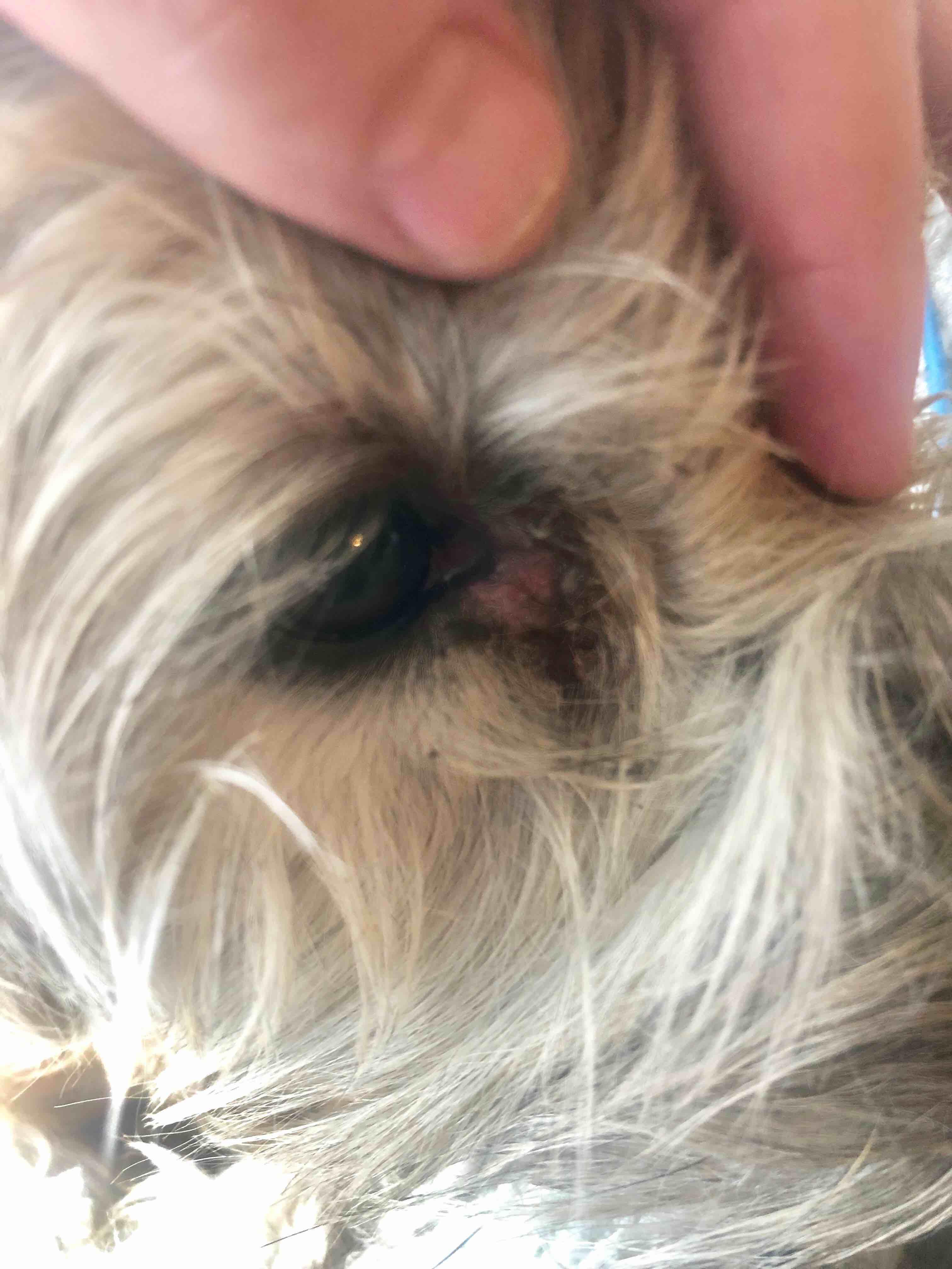 Dog Has Raw, Crusty Eyes with Yellow Discharge? Get Home Care | Petco