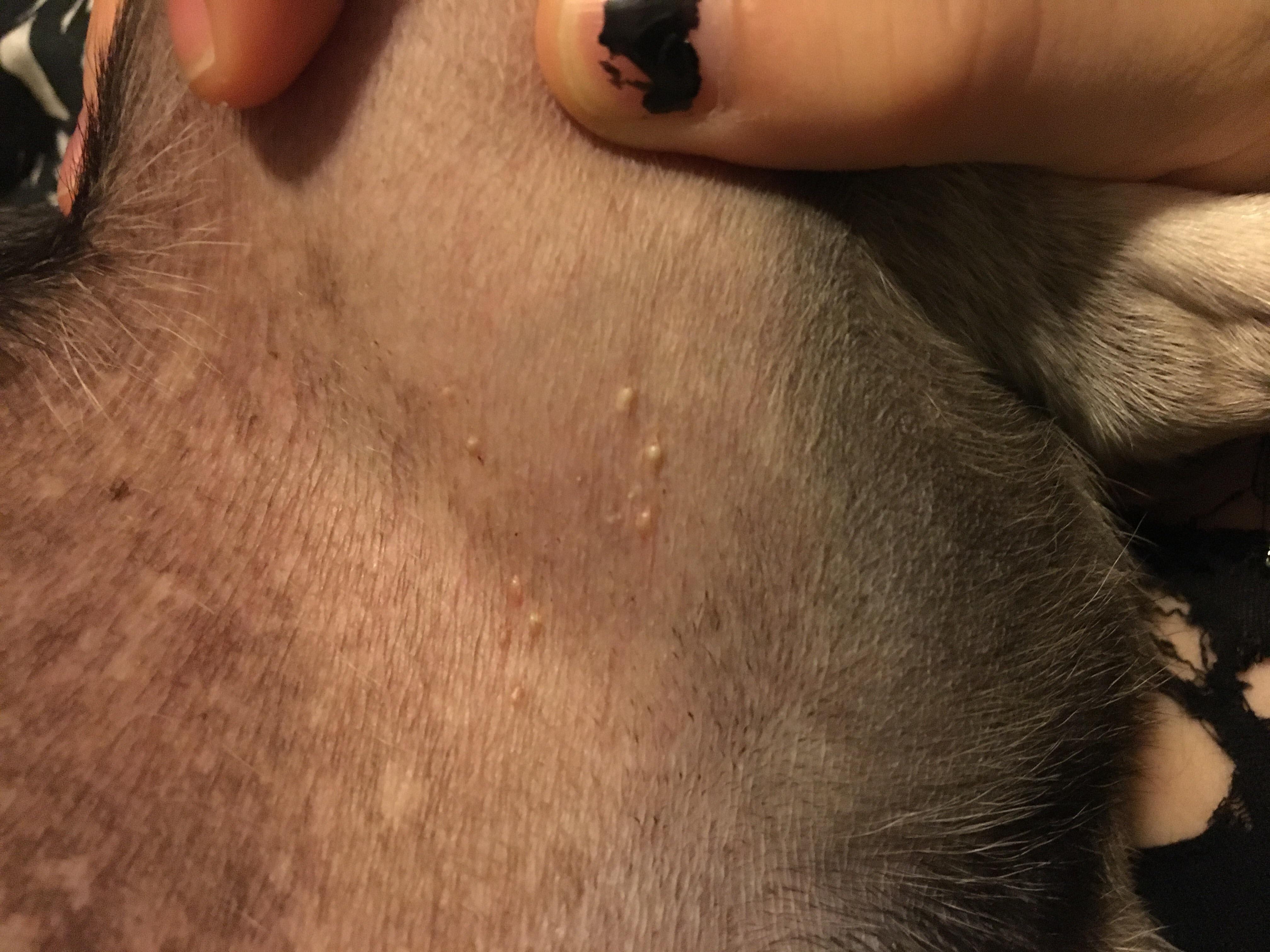 What Are Those Small White Bumps on Your Dog's Inner Thighs? | Petco