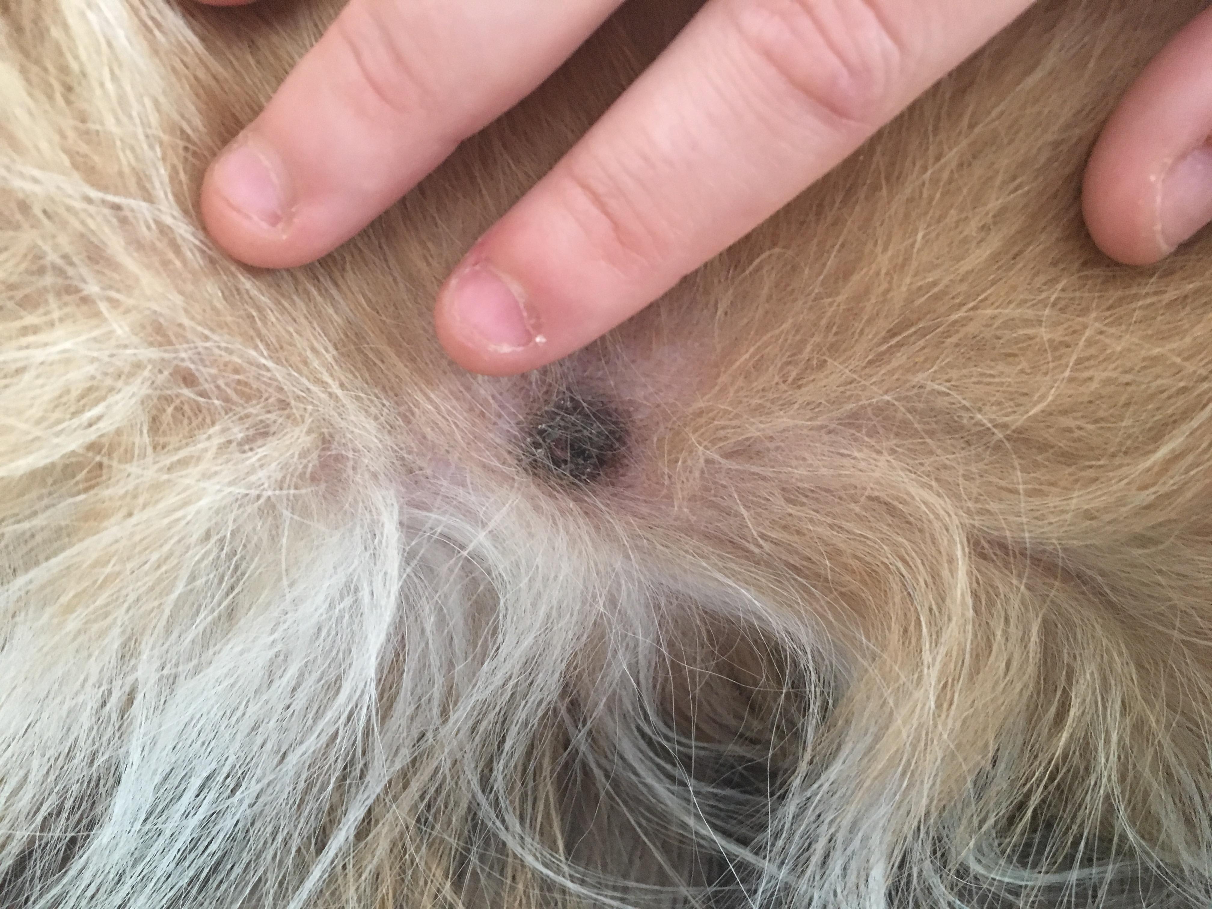My Dog Has a Black Spot on His Belly. Scab or Vet Visit? | Petco
