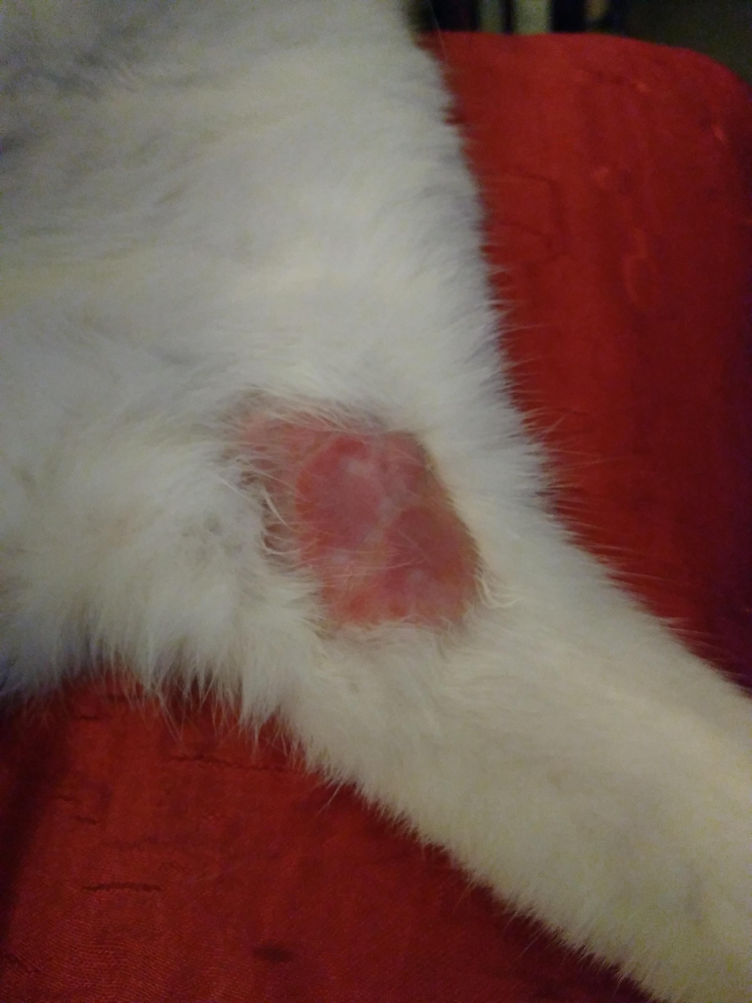 My Cat Has a Red, Bald Spot: Is It an Infected Hot Spot? | Petco
