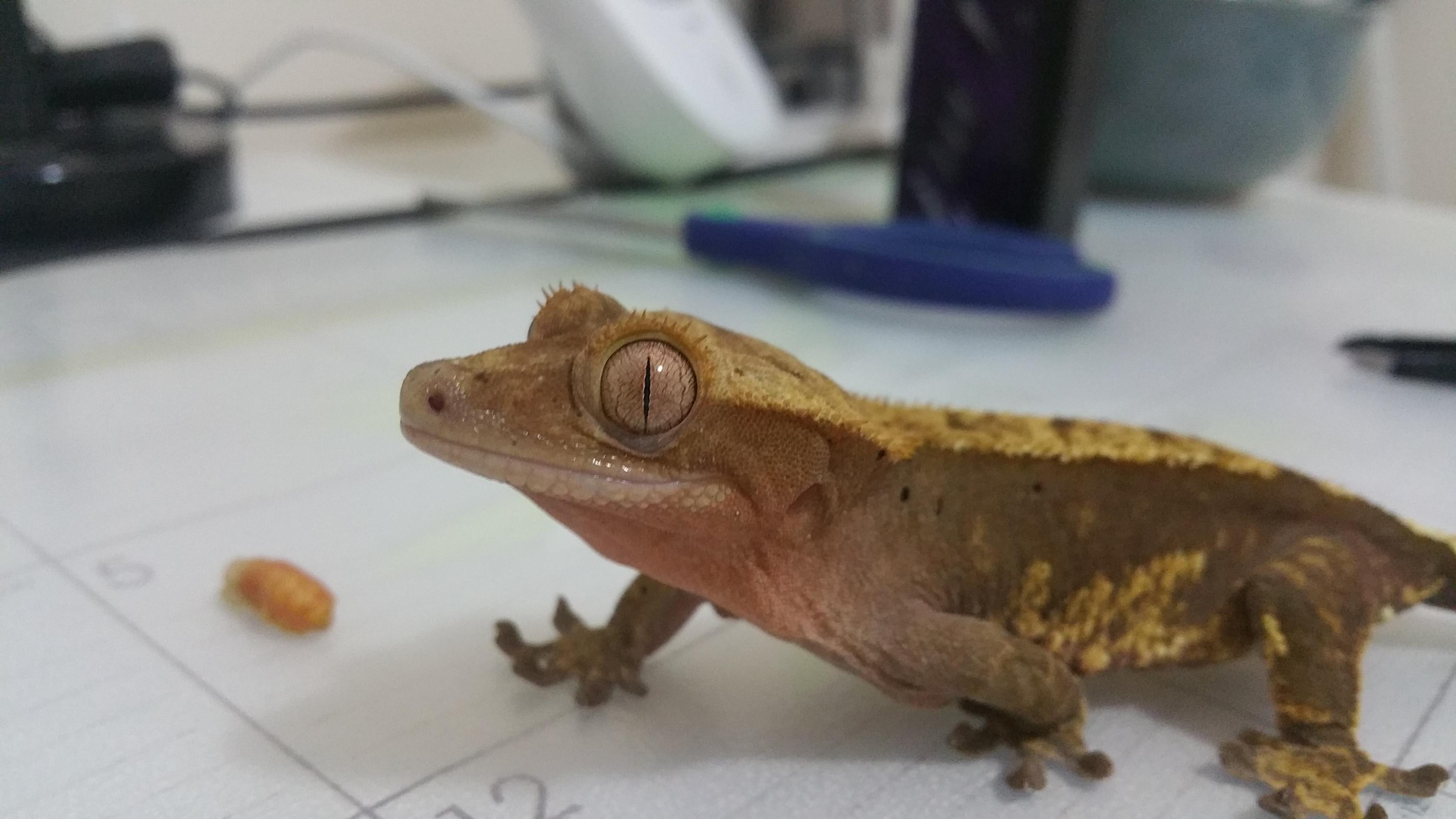 My Crested Gecko Has a Swollen Eyelid. What Should I Do? | Petco