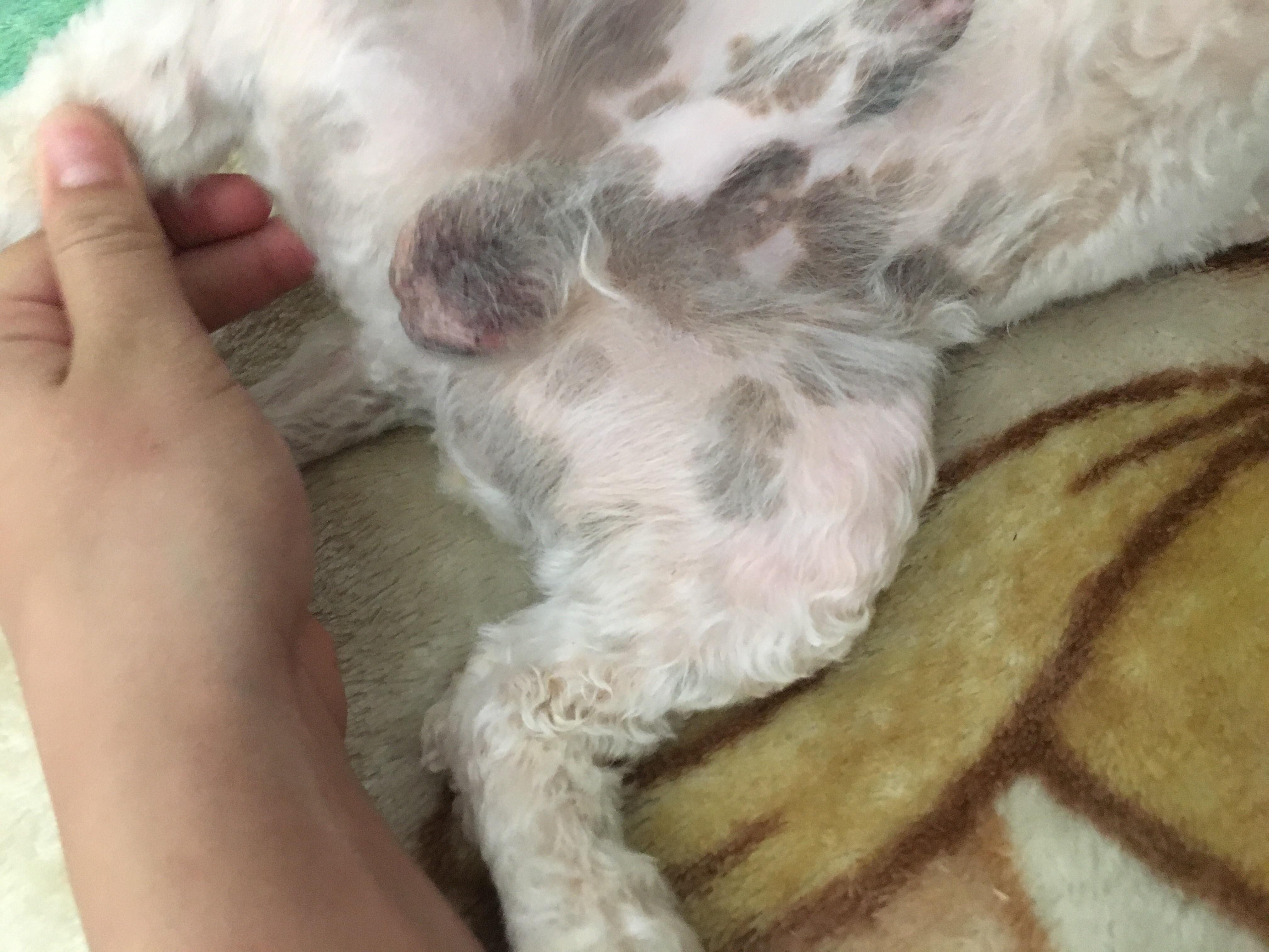 My Dog's Testicles Look Red & Irritated. Is This a Concern? | Petco