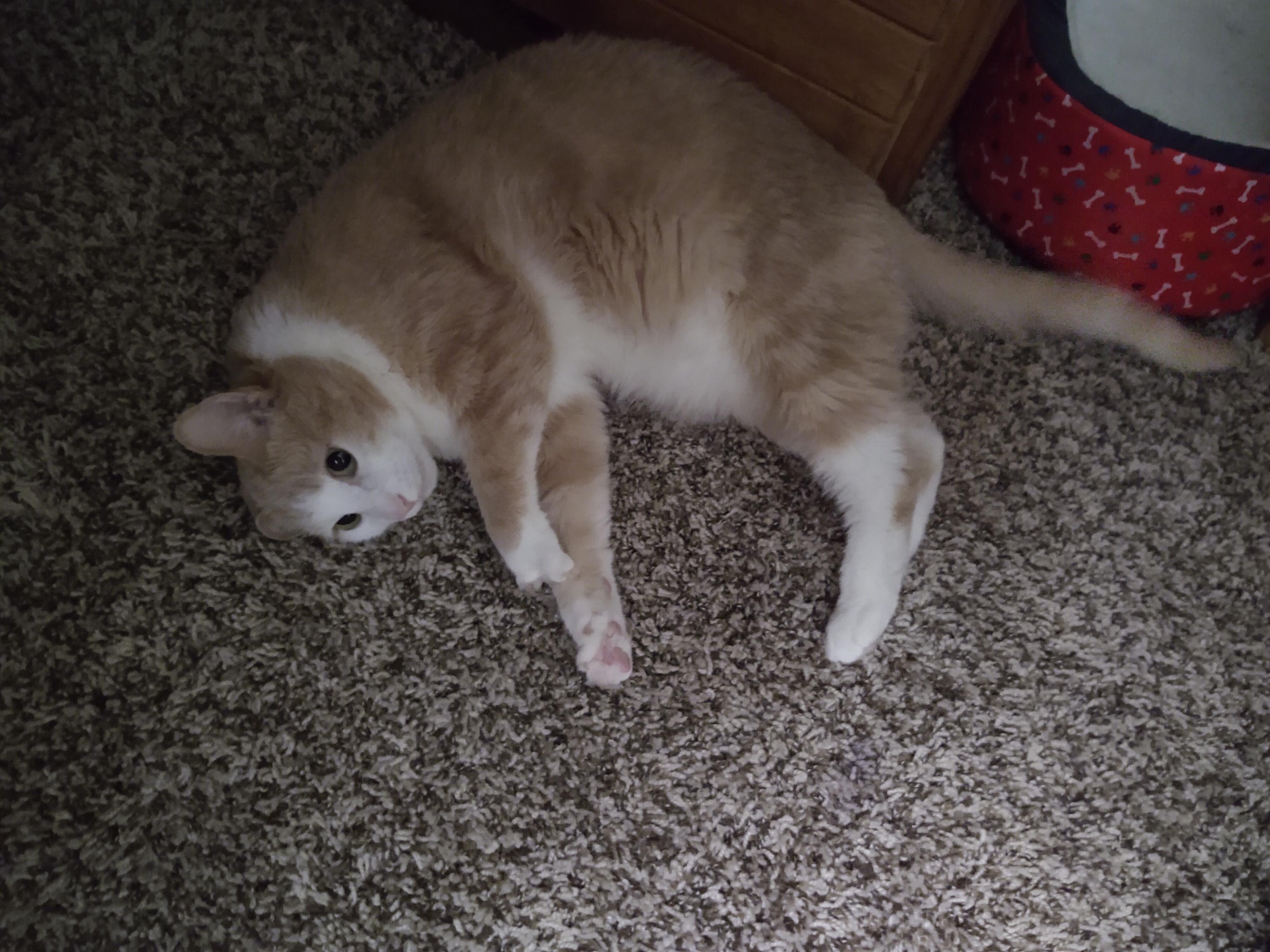 My Cat is Limping and Acting Listless: When to See a Vet | Petco