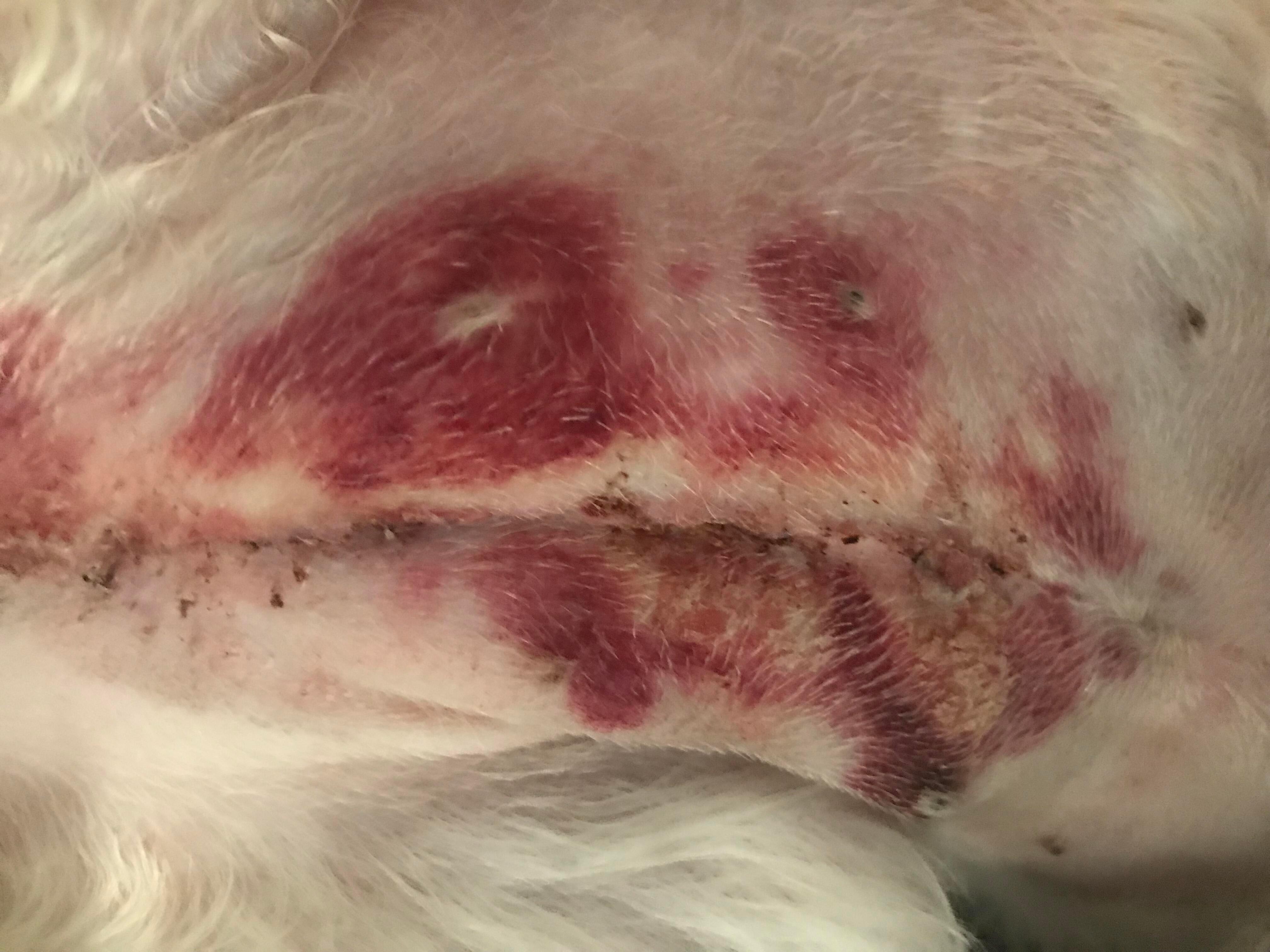 Why is my dog's incision bruising worse after cystotomy surgery? | Petco