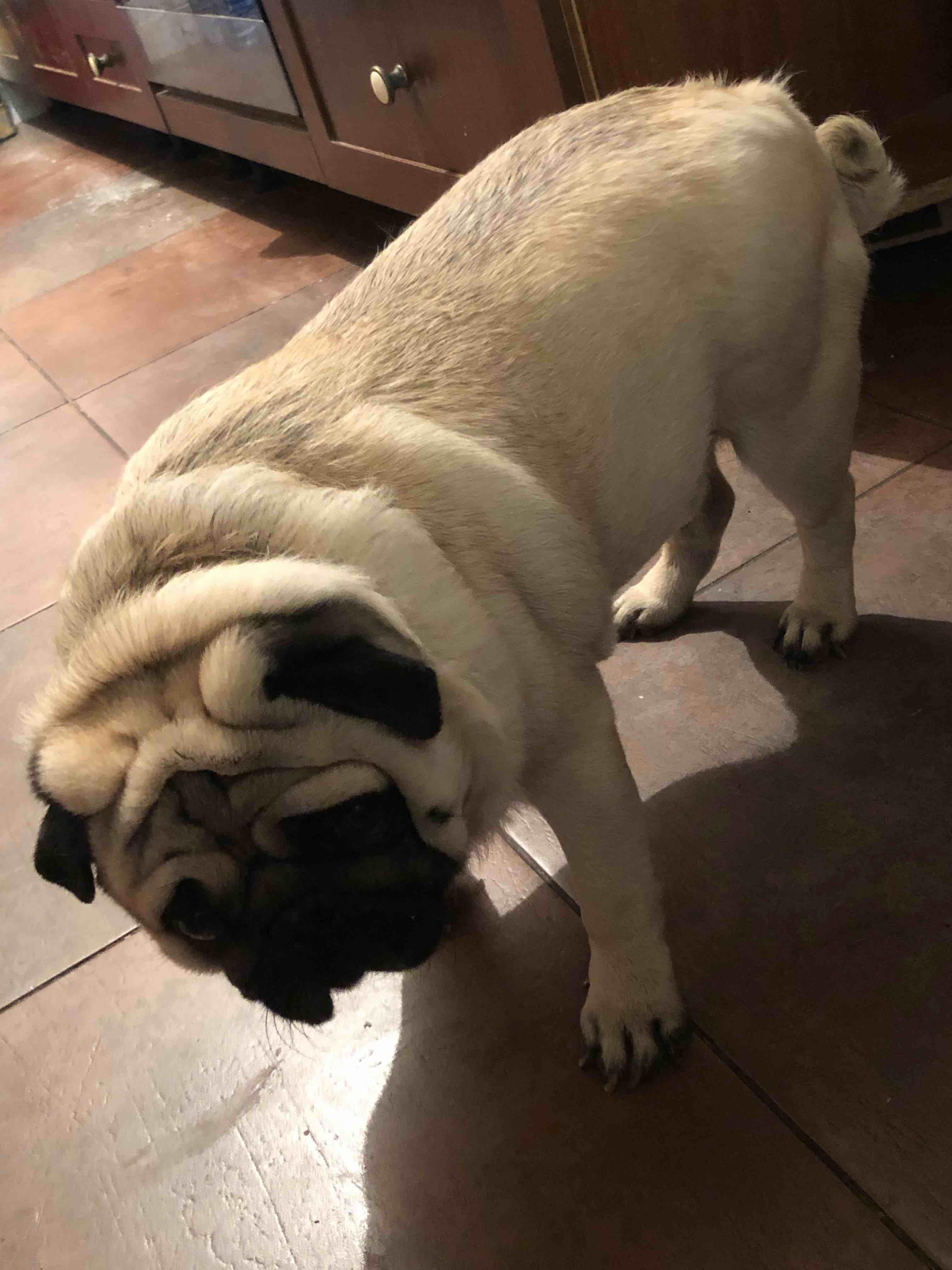 Why is my pug breathing hard, lethargic, and having seizures? | Petco