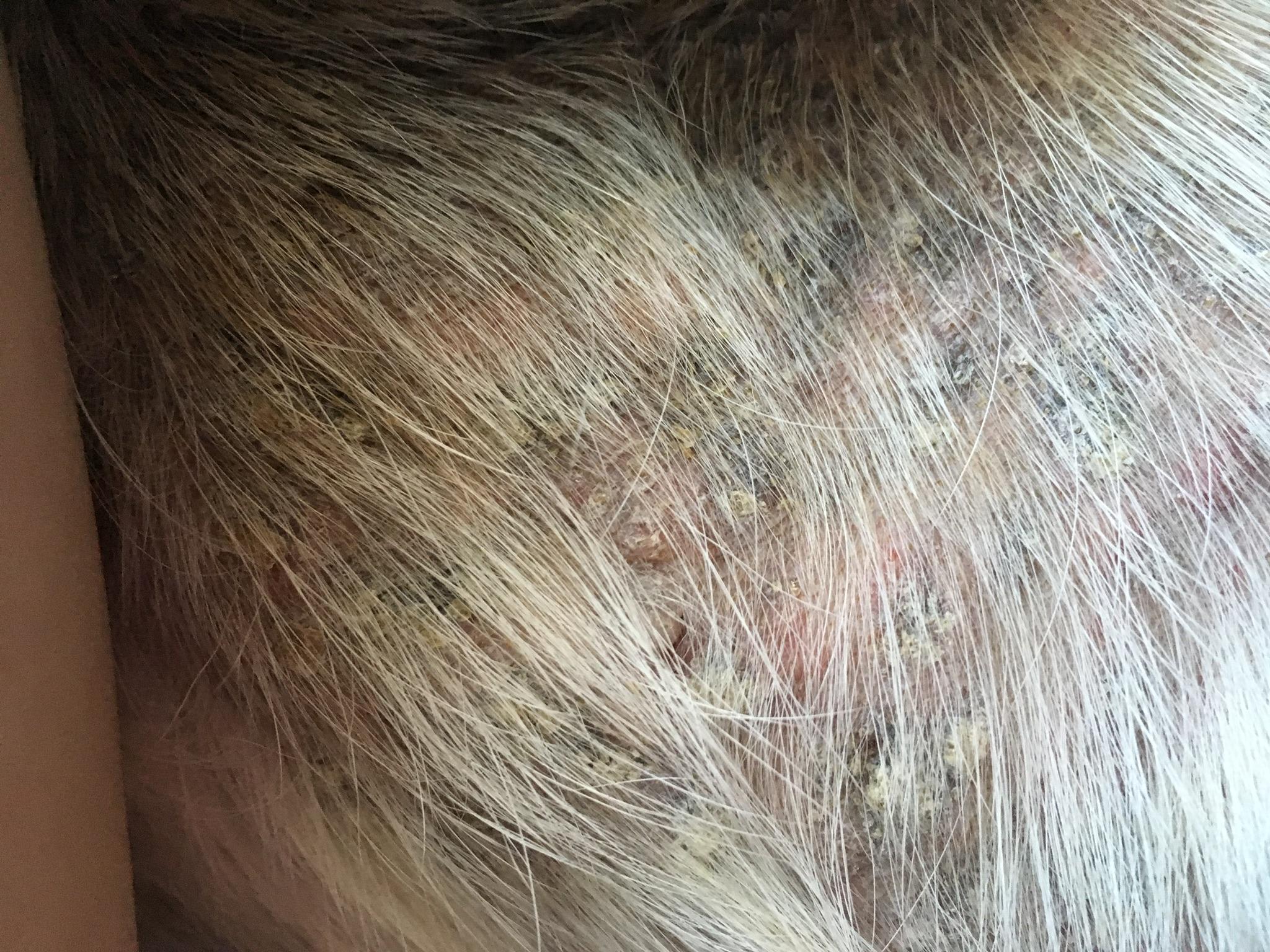 Why is my dog's itchy skin getting worse despite allergy meds? | Petco