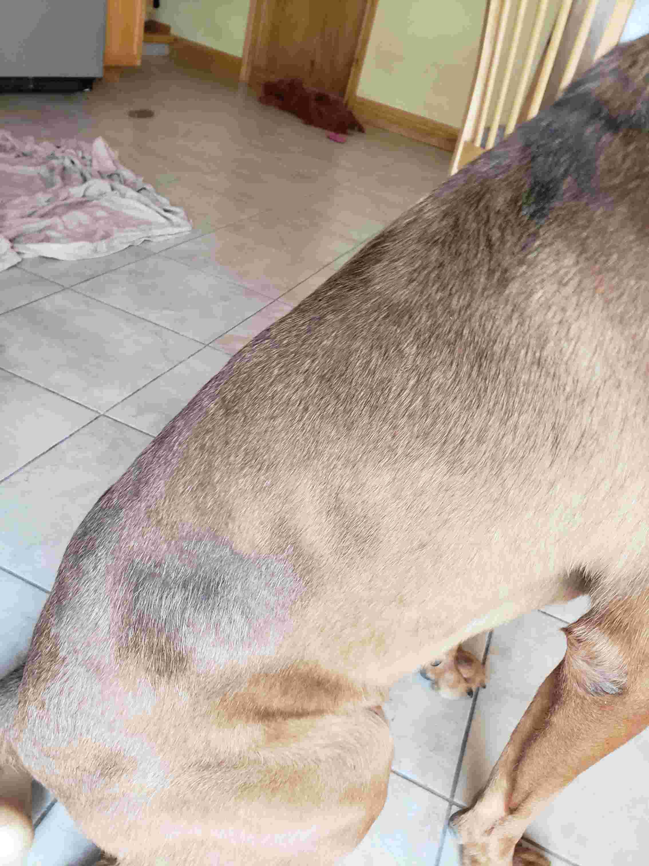 Why is my healthy dog balding symmetrically? Causes & Solutions | Petco