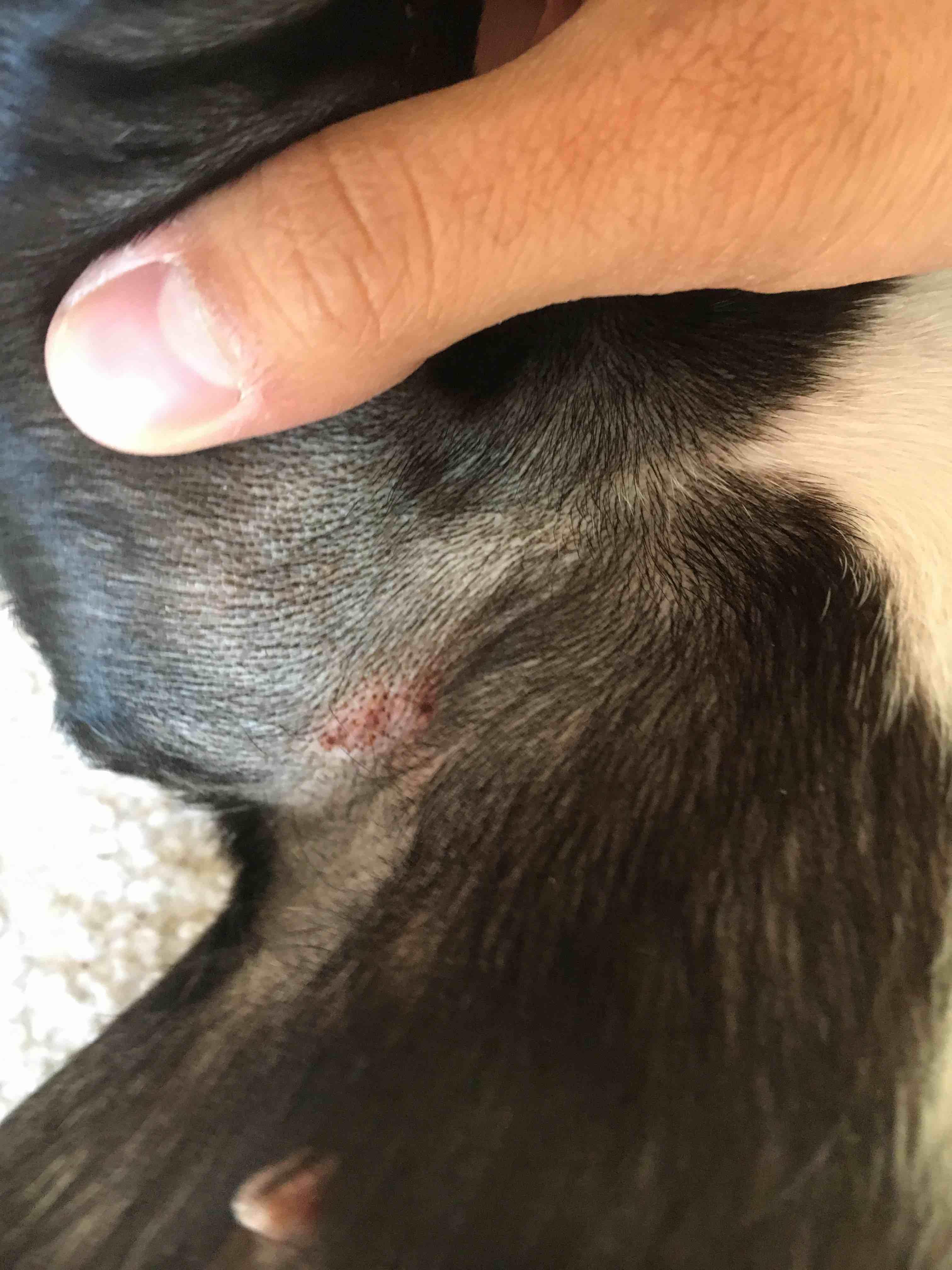 My Dog Has Red Skin: Can I Use Benadryl or Hydrocortisone? | Petco