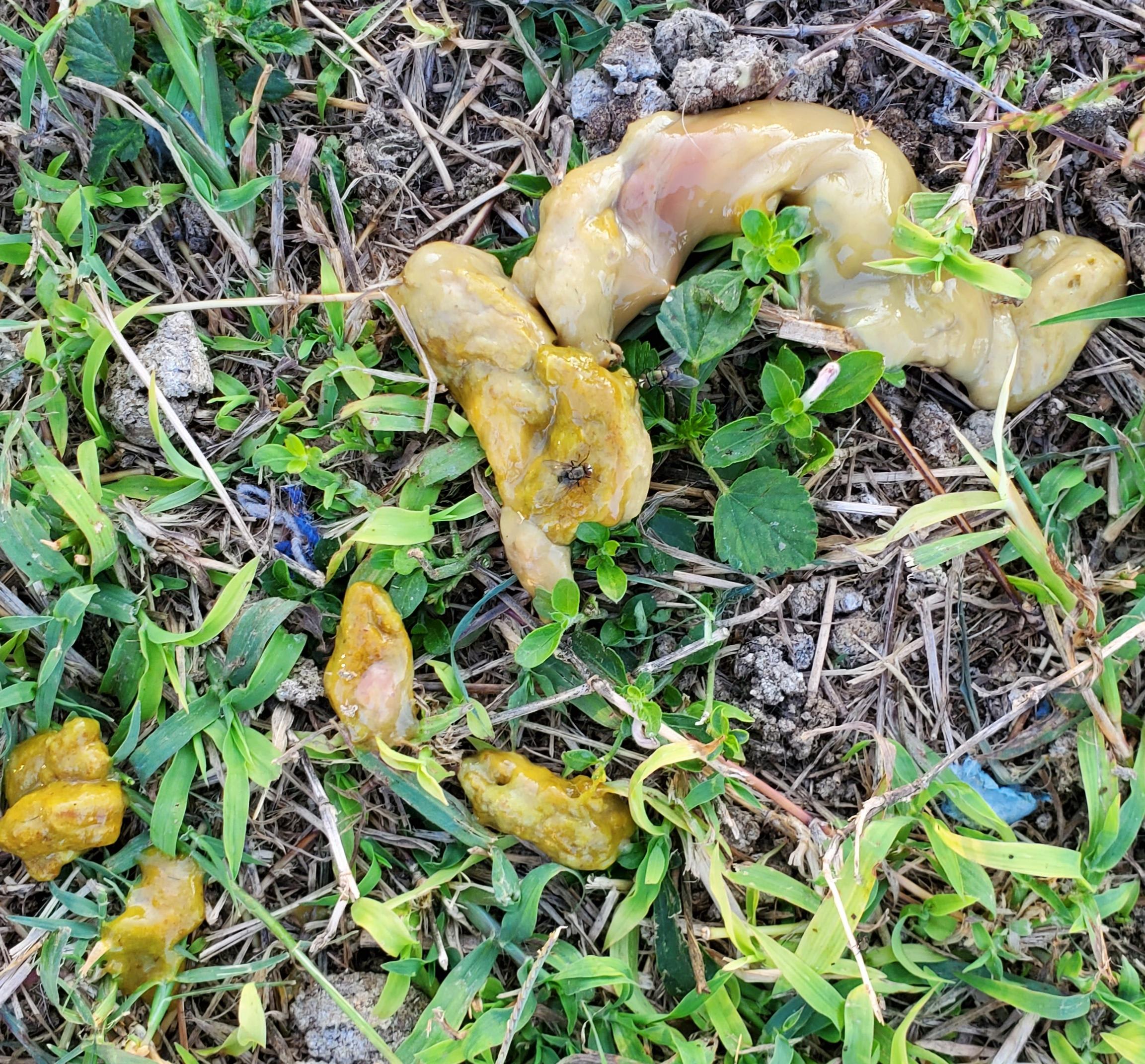 My Dog Has Yellow Slimy Poop: Causes & What You Should Do | Petco