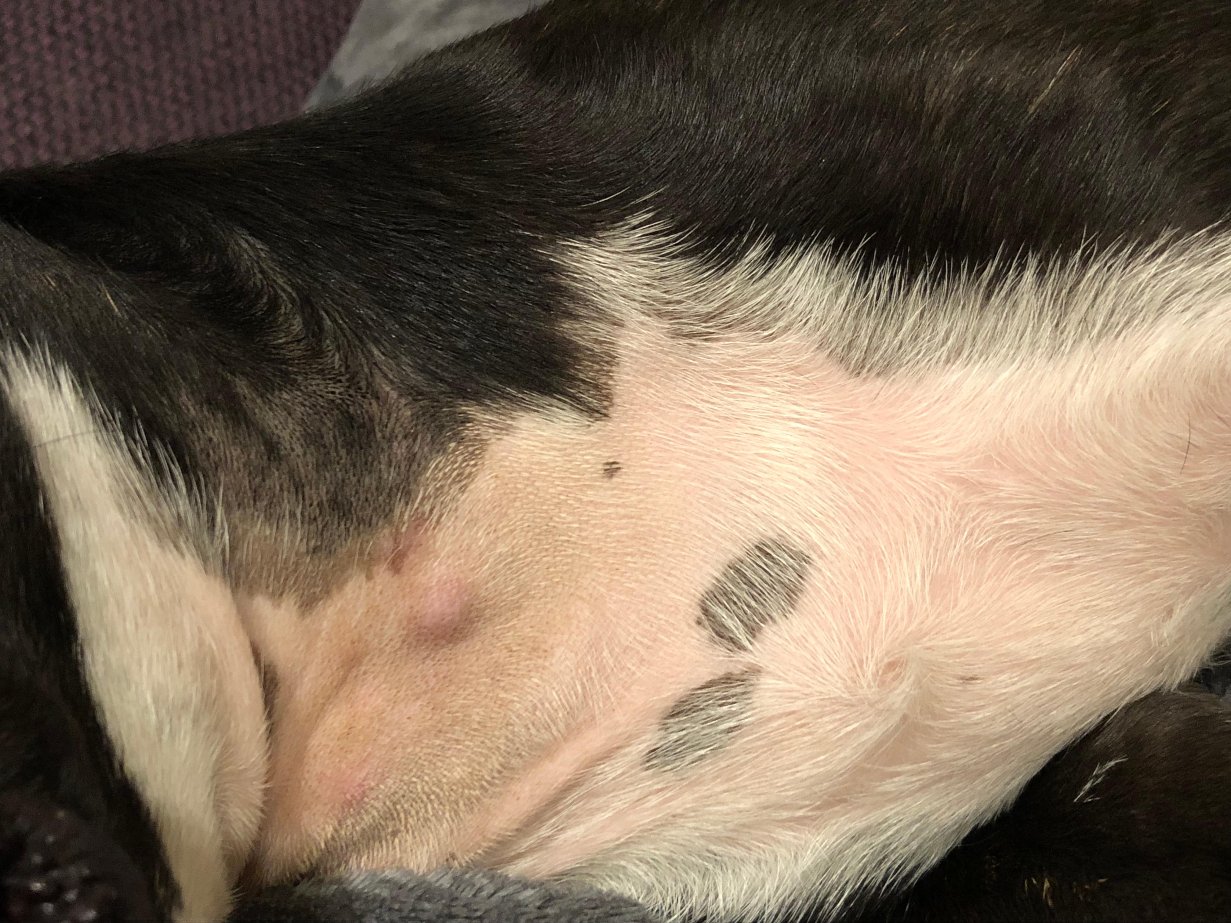 My dog has big, pimple-like bumps on neck. What are they? | Petco