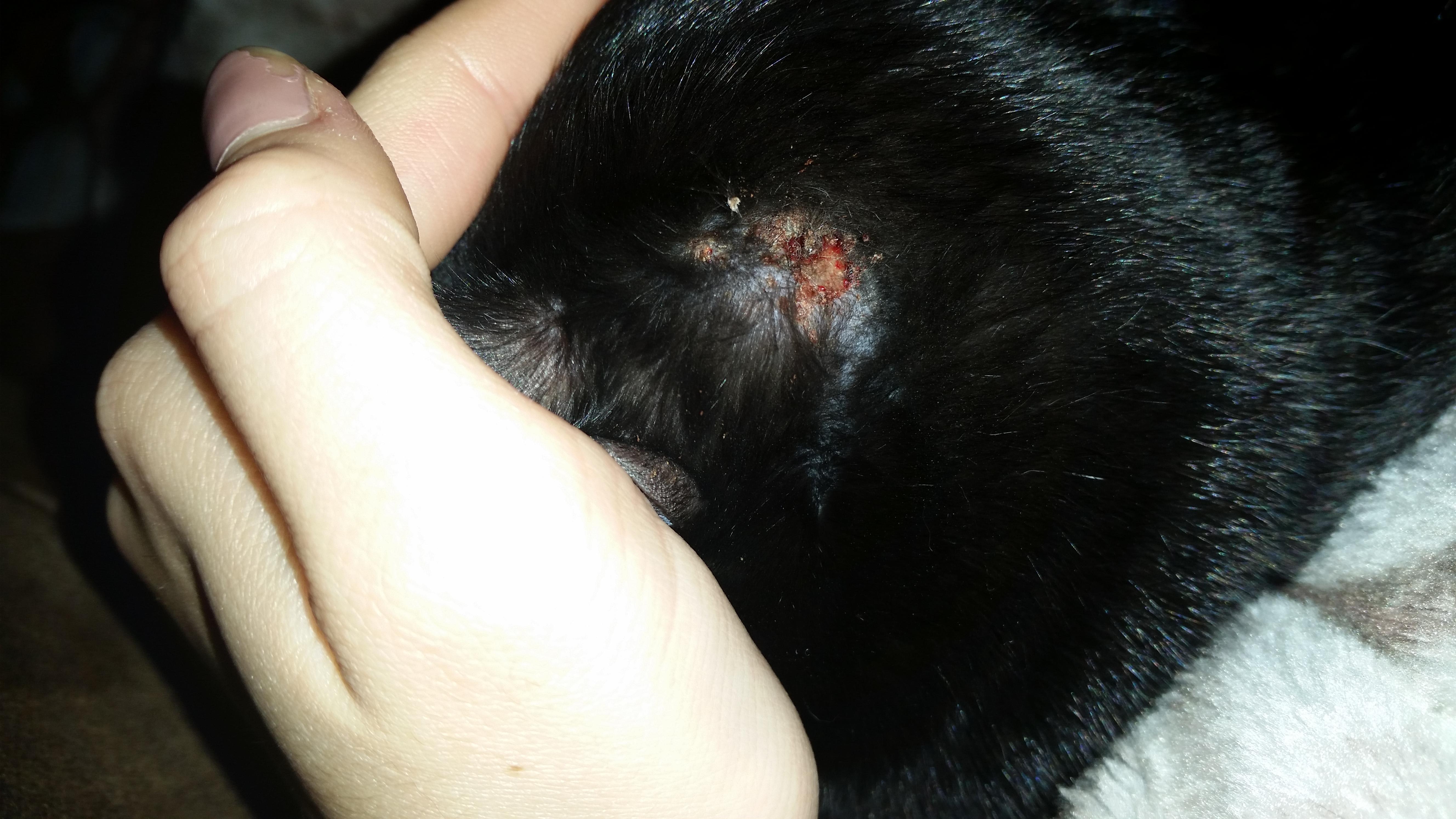 Why is my cat losing hair and scabbing behind her ear? | Petco