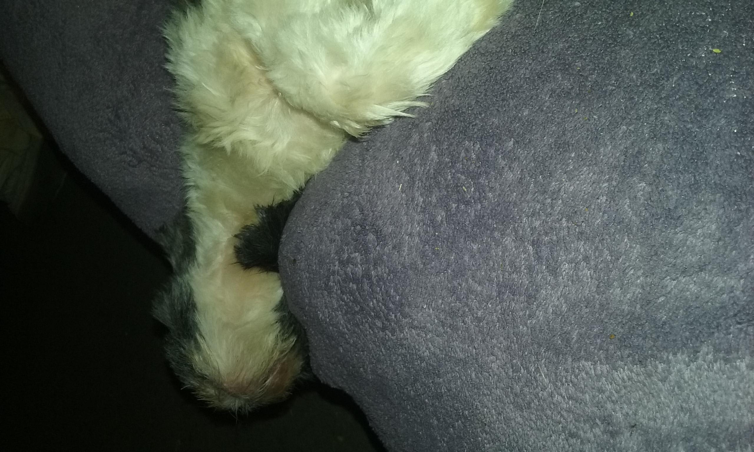 Stained white dog fur? Can I use peroxide, baking soda, Dawn? | Petco