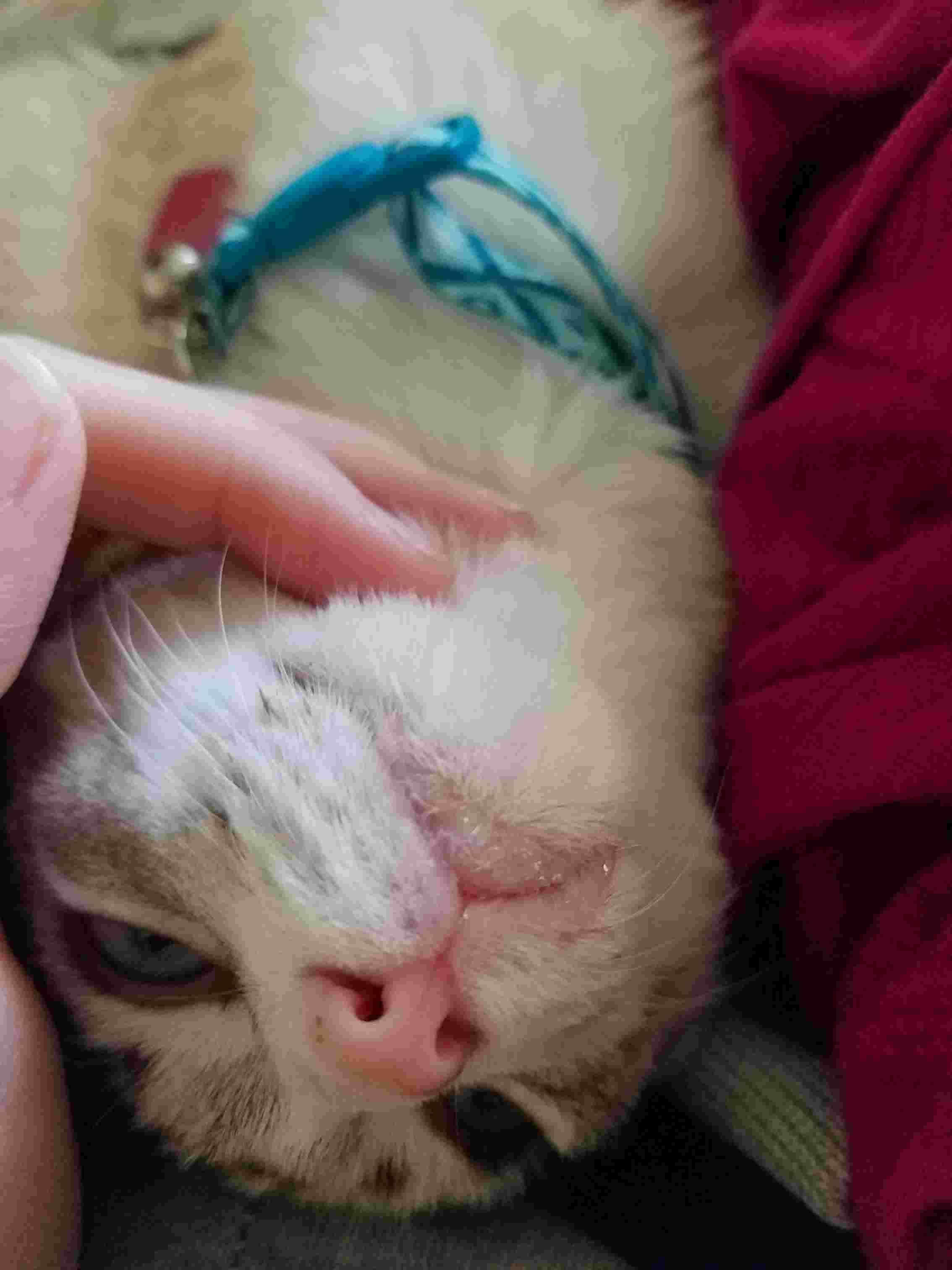 Why is my kitten drooling excessively with bad breath? | Petco