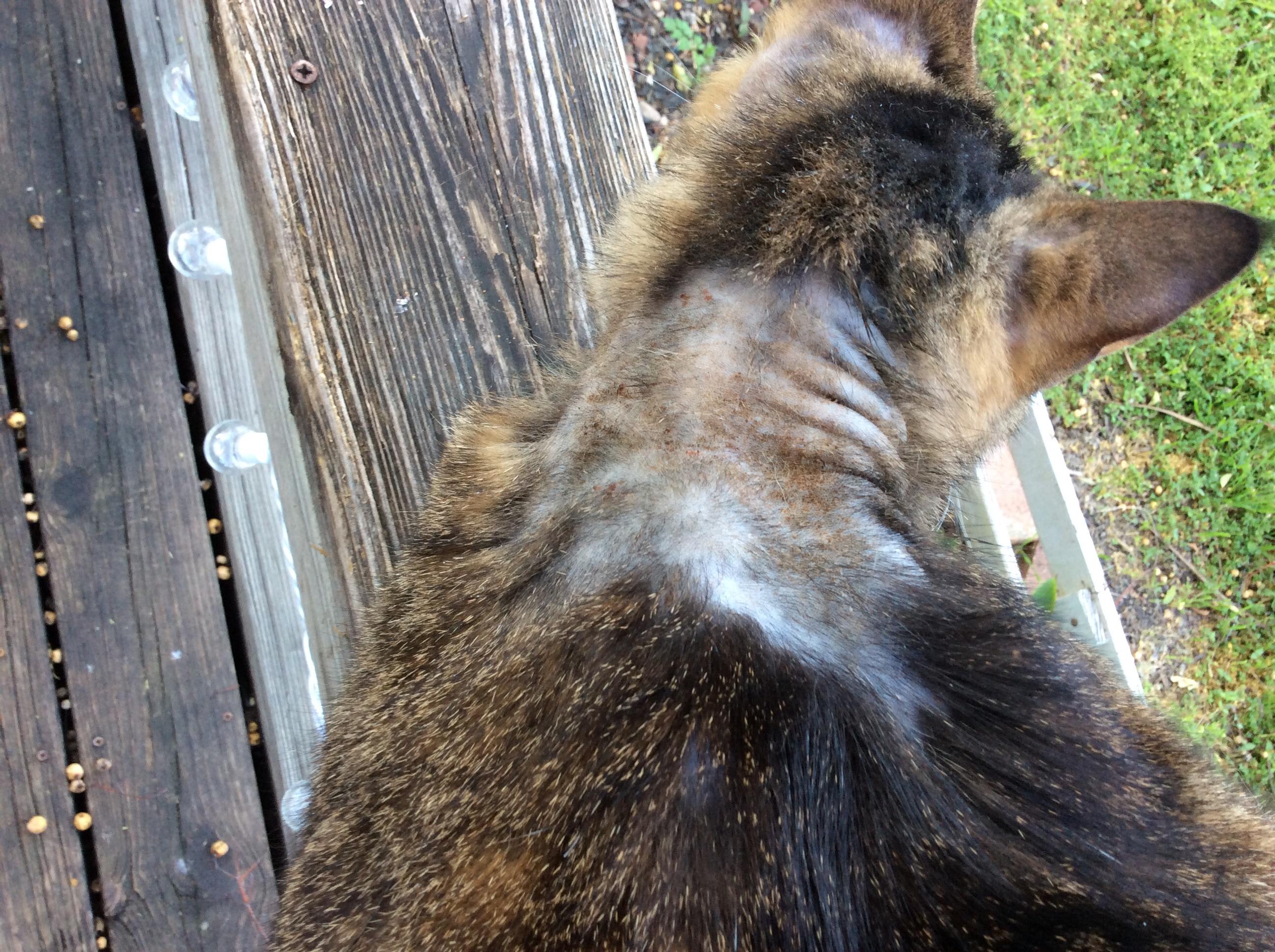 Why is my cat's neck bare and sensitive? Get treatment help | Petco