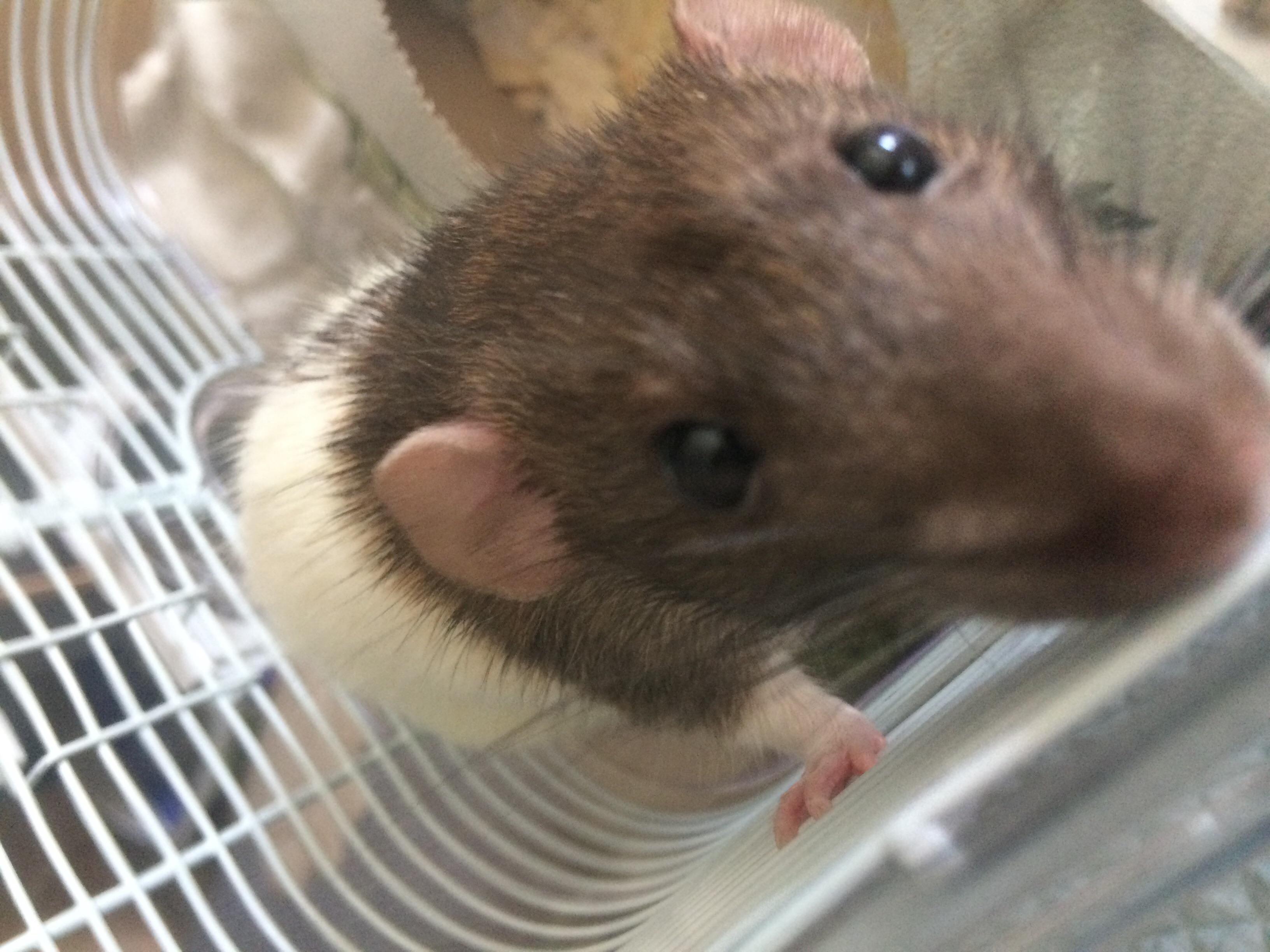 Spaying Female or Neutering Male Rats for Tumor Prevention? | Petco