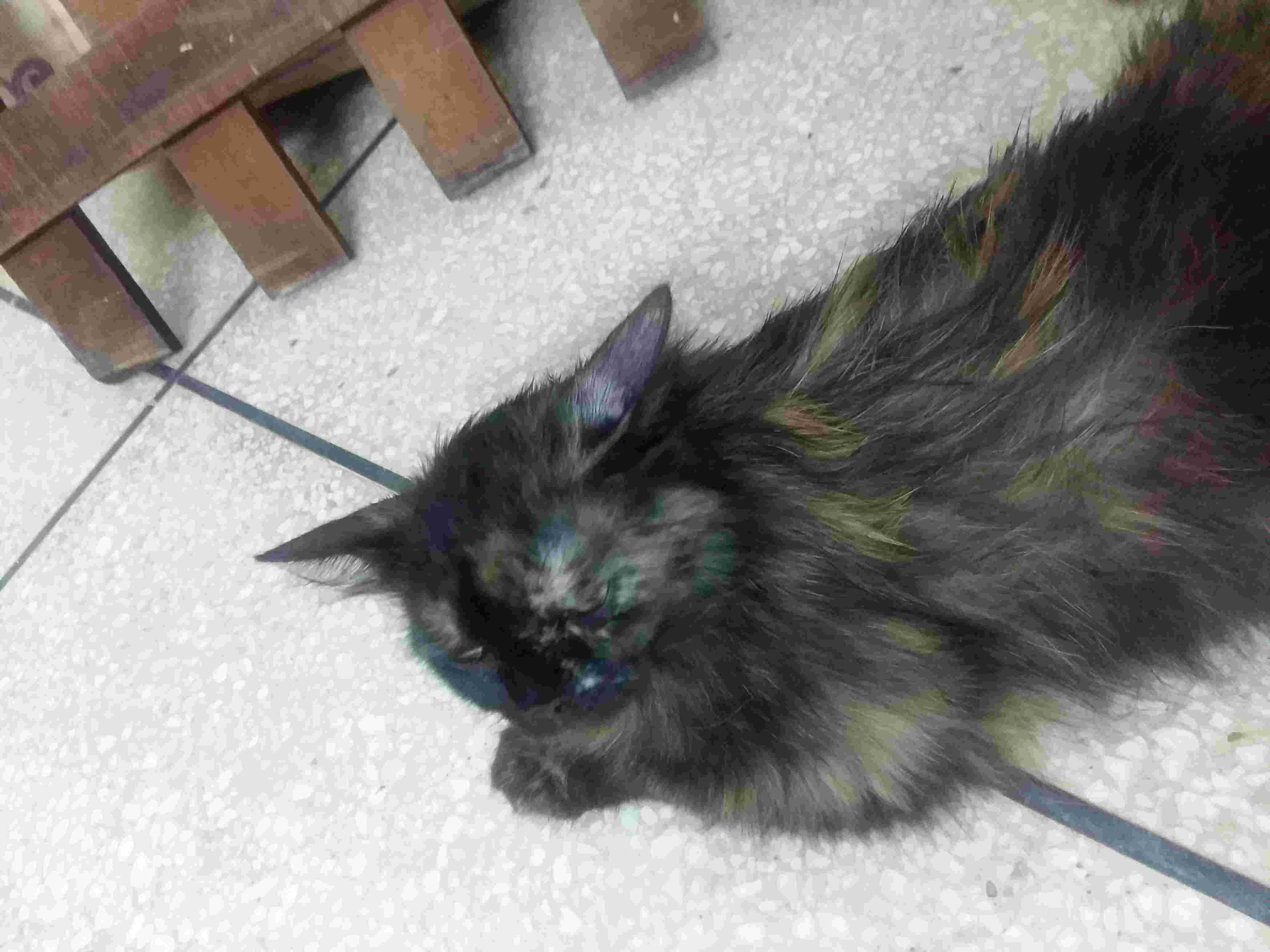 Why does my cat have dry, flaky skin? Learn how to treat it | Petco