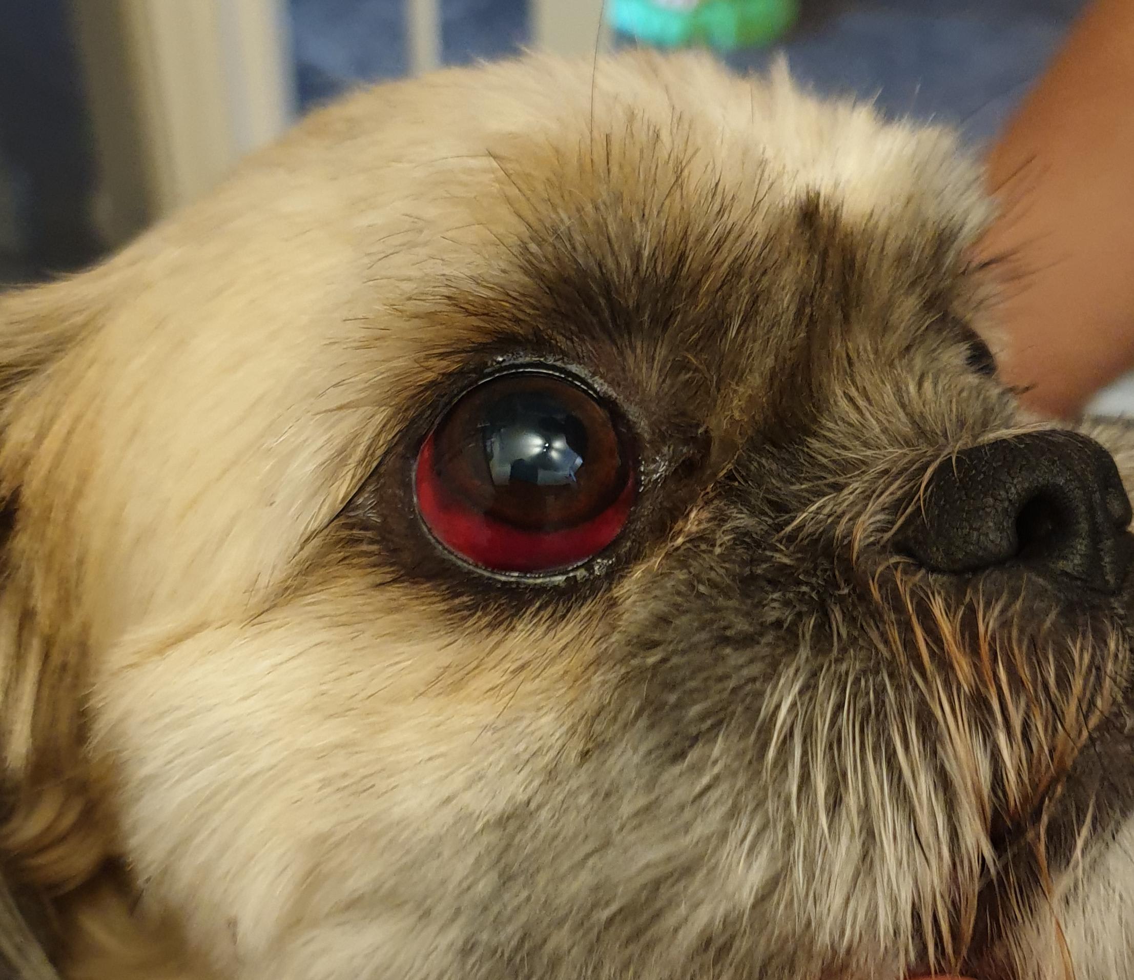 My Shih Tzu Has One Red Eye, Other Fine: What's the Cause? | Petco