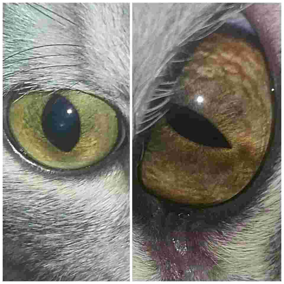 Cat has light brown spots or rings in eye? Is it serious? | Petco
