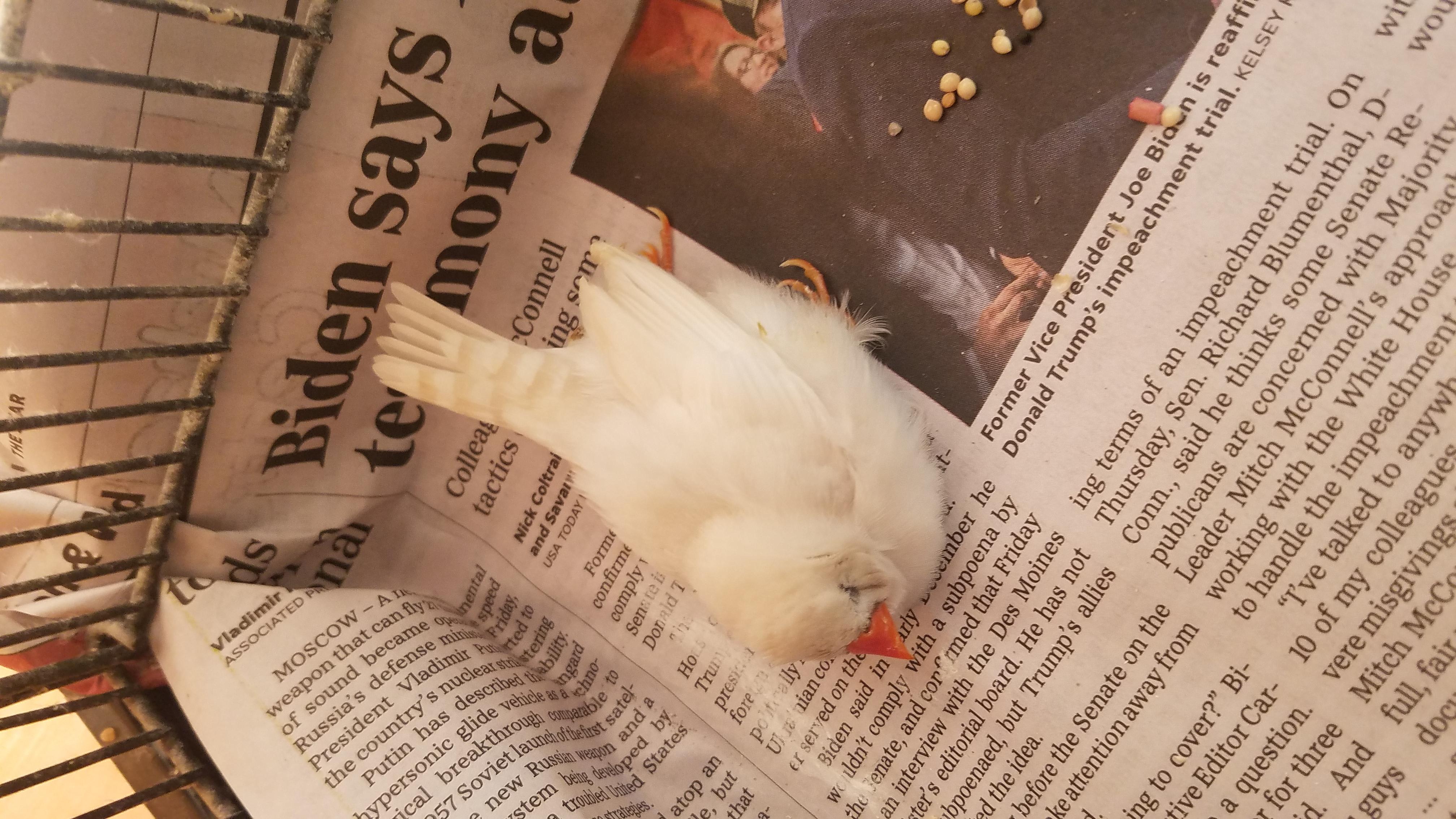 My bird is sick, fluffed up, & eating. What should I do? | Petco