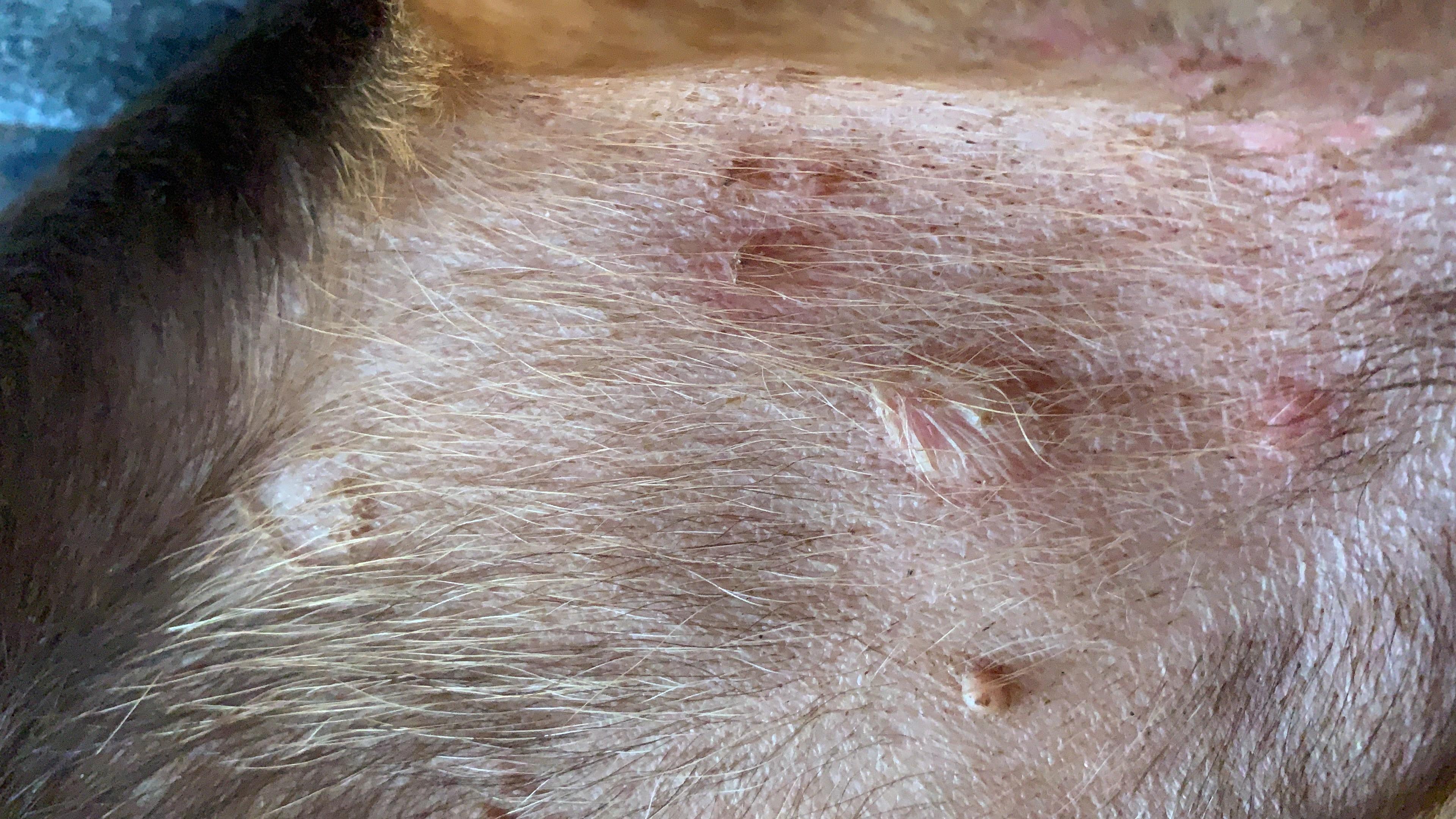 My Dog Has Small, Peeling Blisters on Stomach. What's Wrong? | Petco