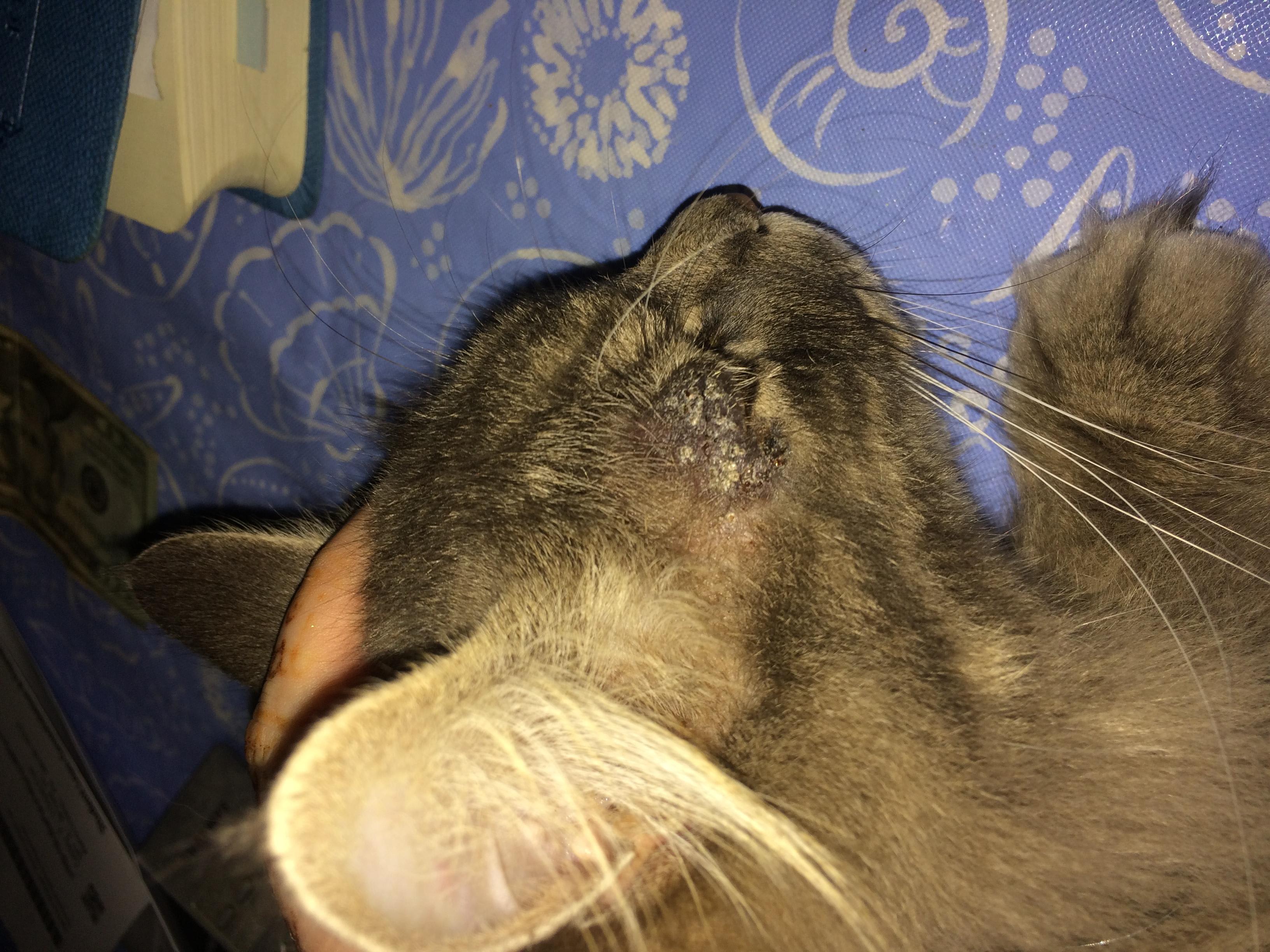 Cat's face swollen, scabby, fur gone. Should you wait for vet? | Petco