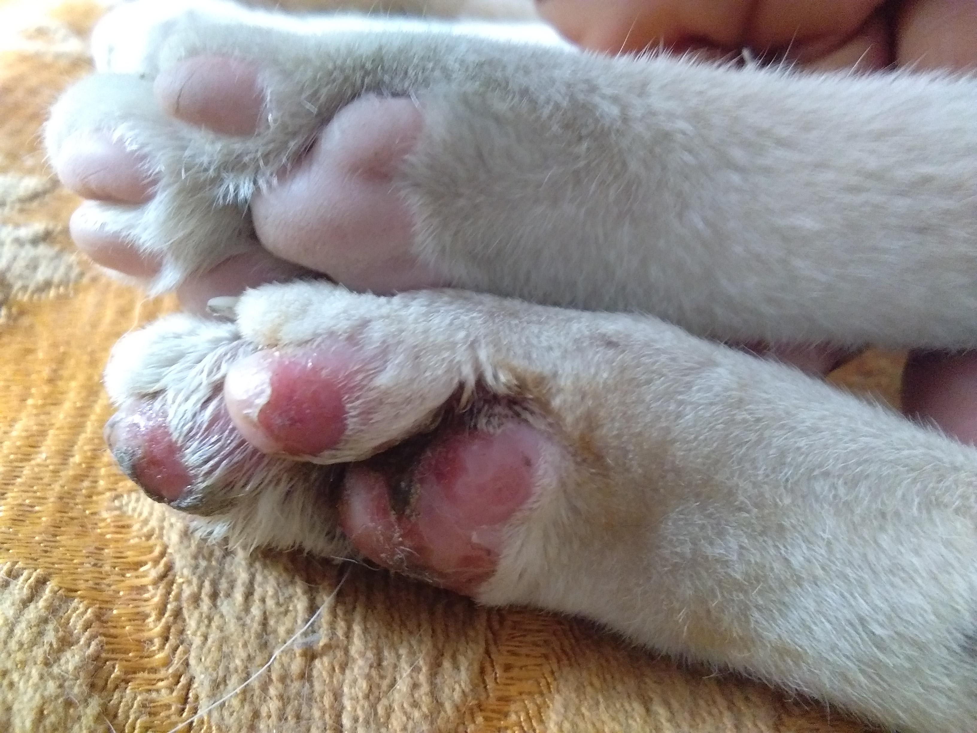 Cat Burned Paw on Stove, Red: What to Do & When to See a Vet | Petco