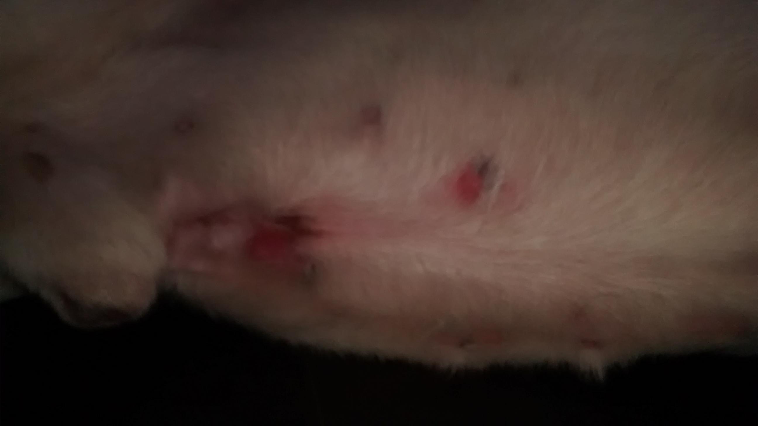 Dog scratching belly, red sores, licking, losing hair? Get help | Petco