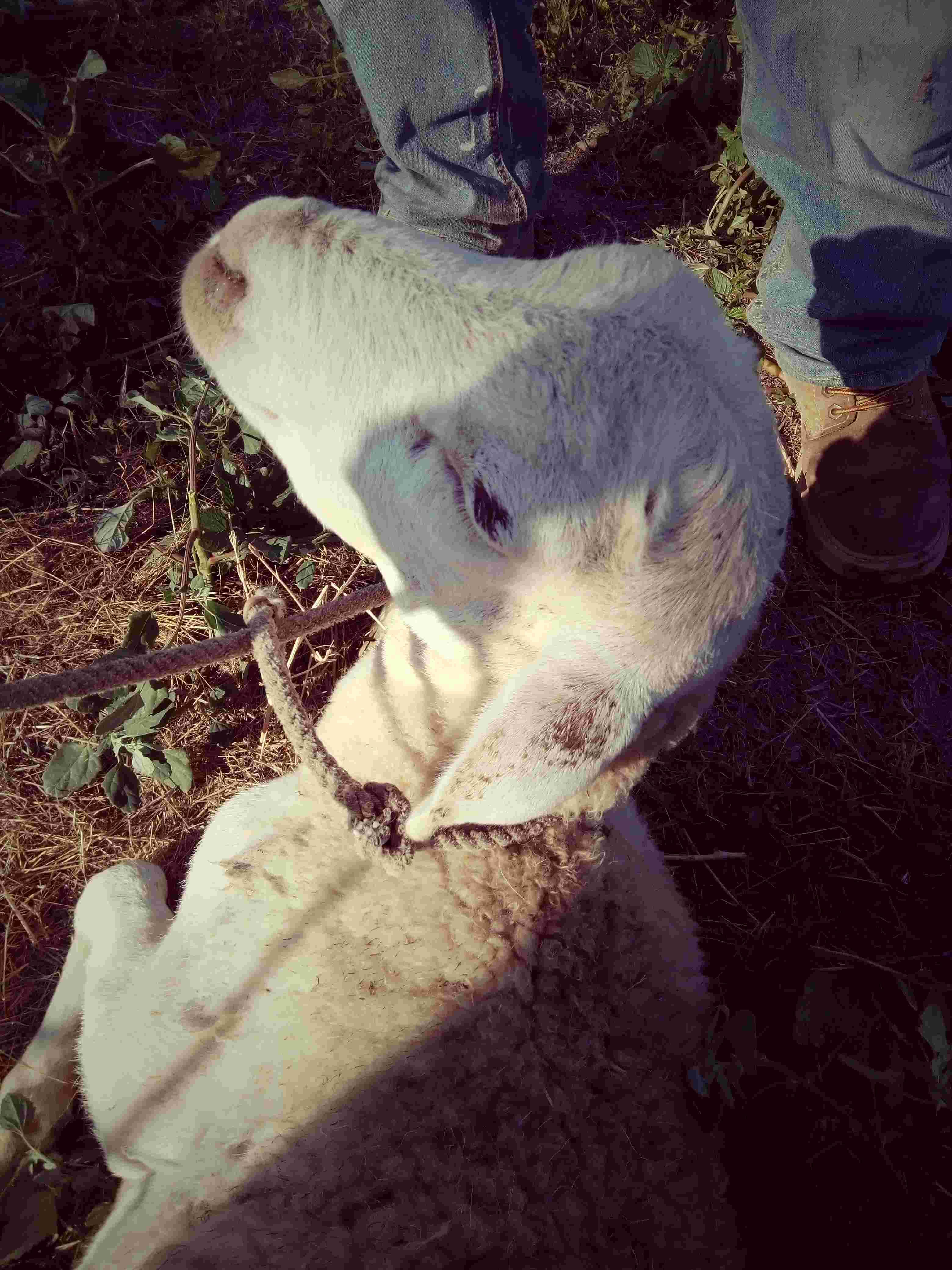 Why is my sheep's face & ears swollen? Is it photosensitization? | Petco