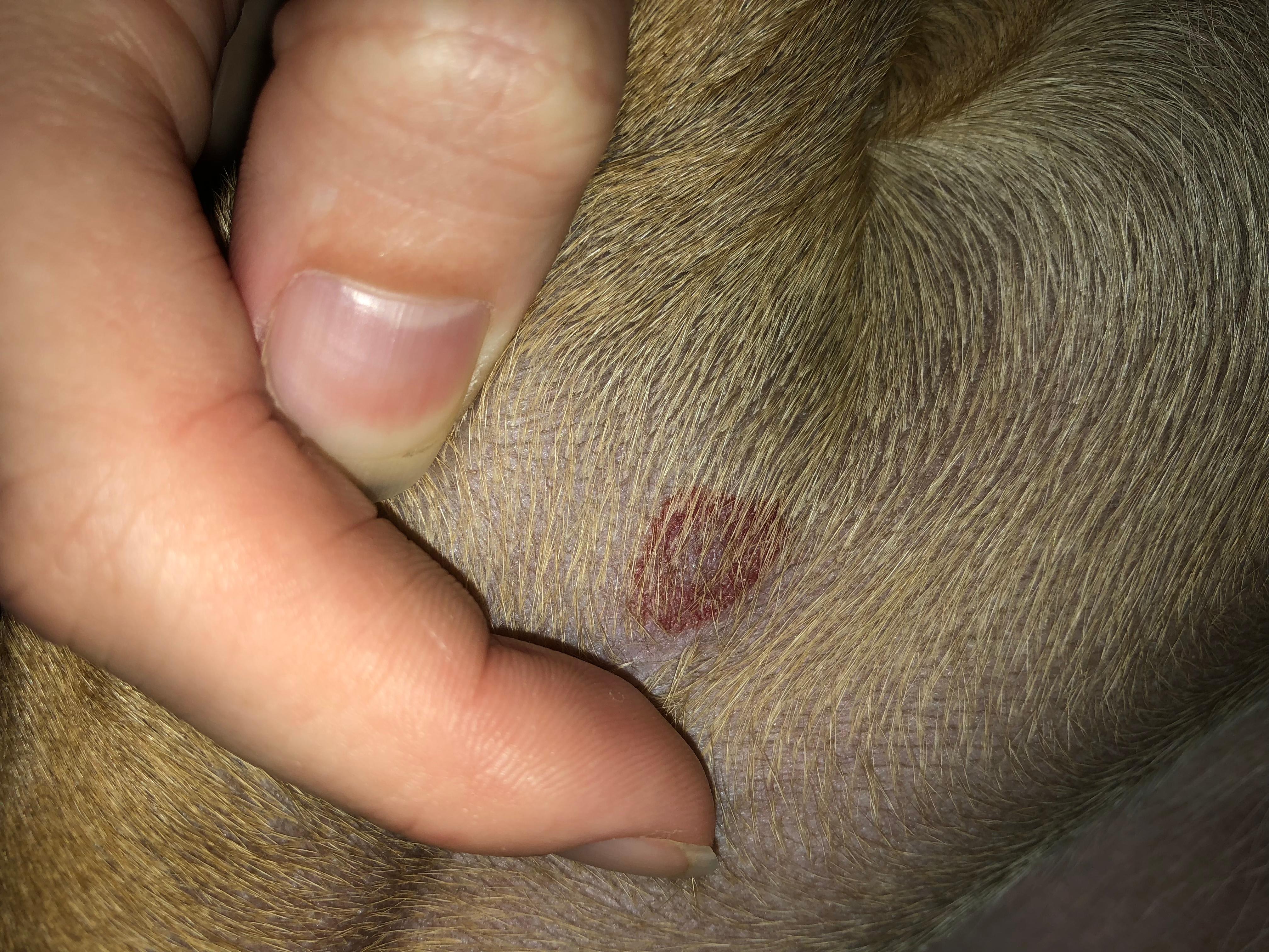 What Are Red, Non-Itchy Bumps on Your Dog's Leg Creases? | Petco