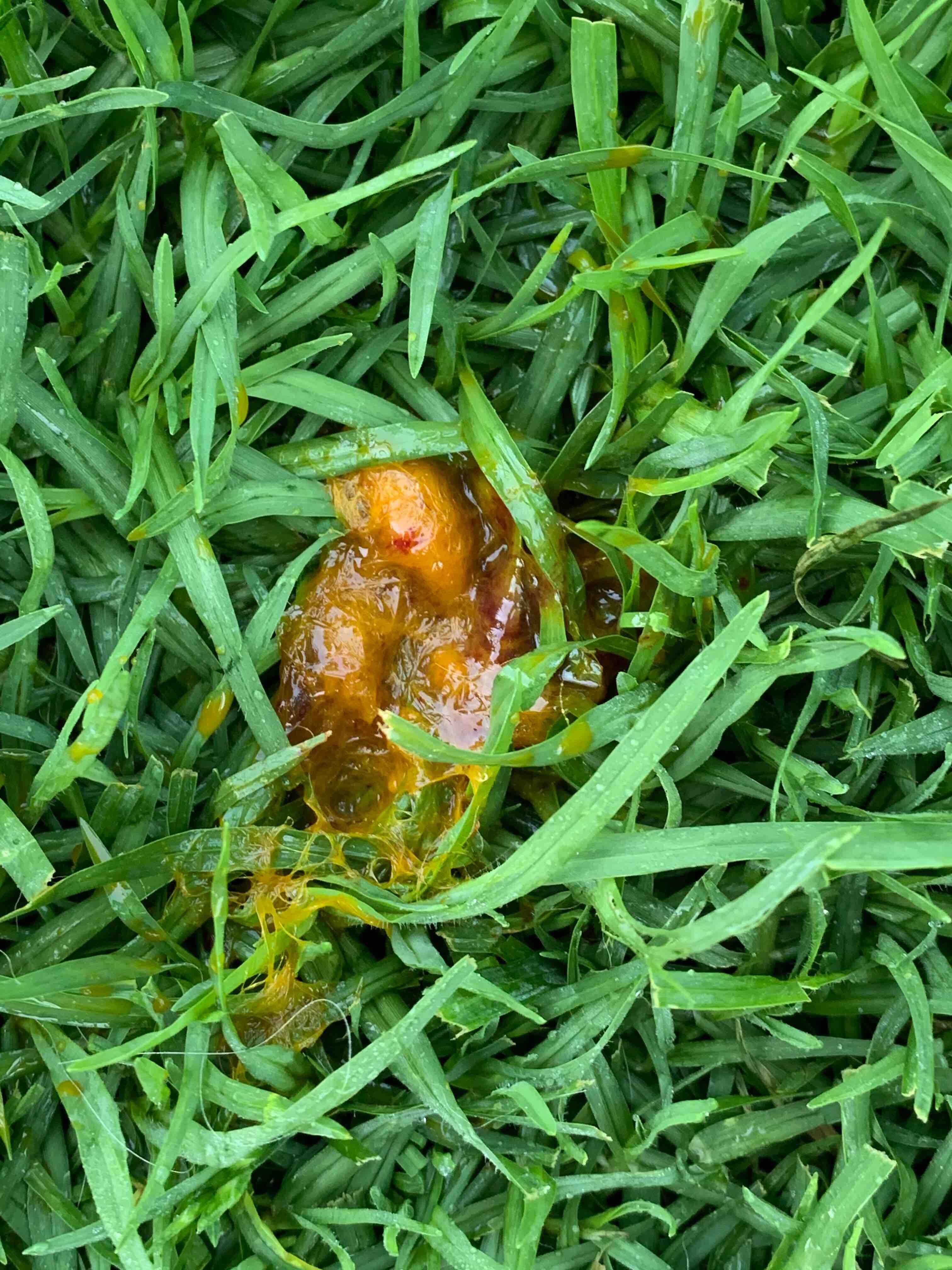 My Dog Has Diarrhea, Vomiting & Bloody Stool. What's Wrong? | Petco