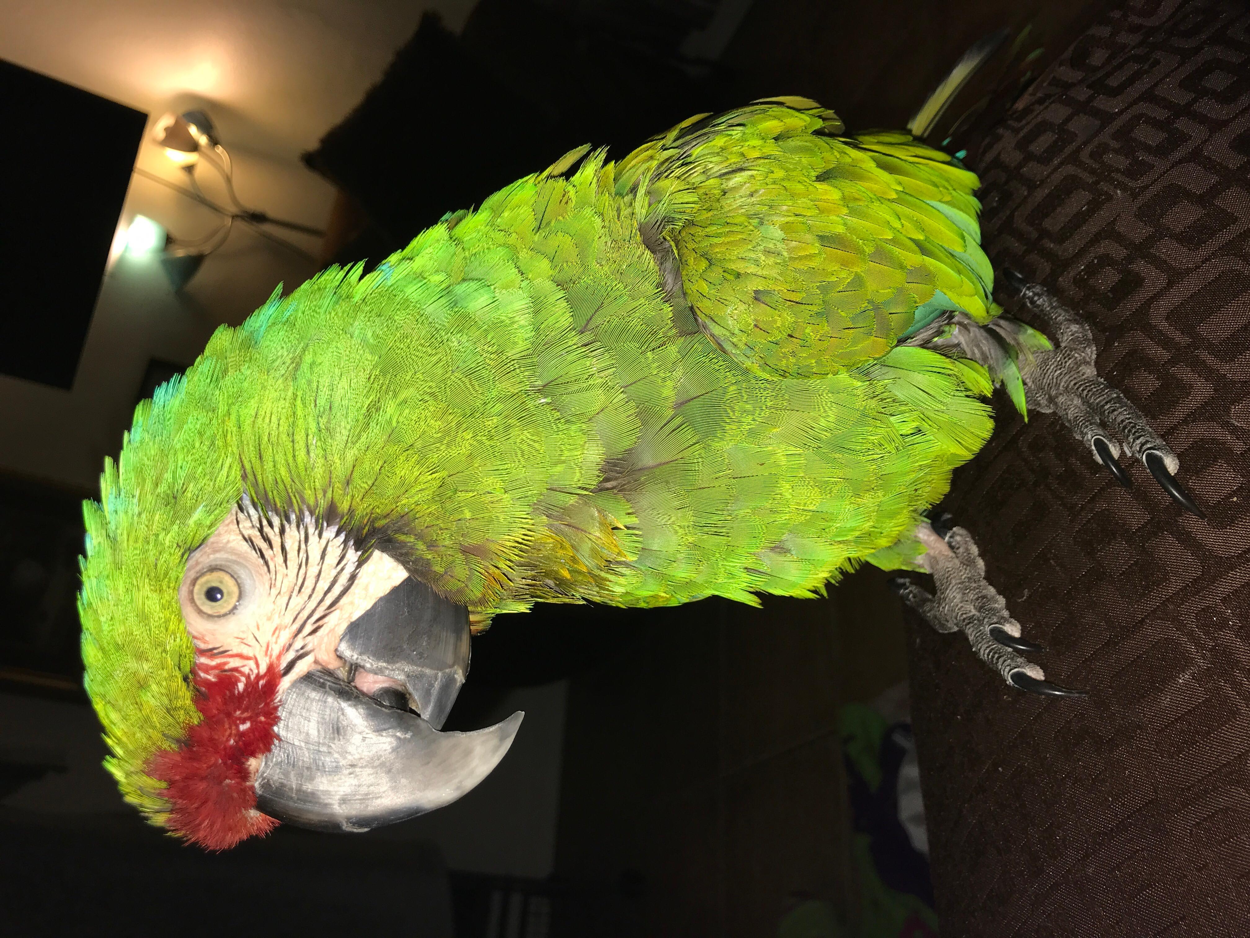 Why is my 1-year-old bird lethargic, not eating, and molting? | Petco