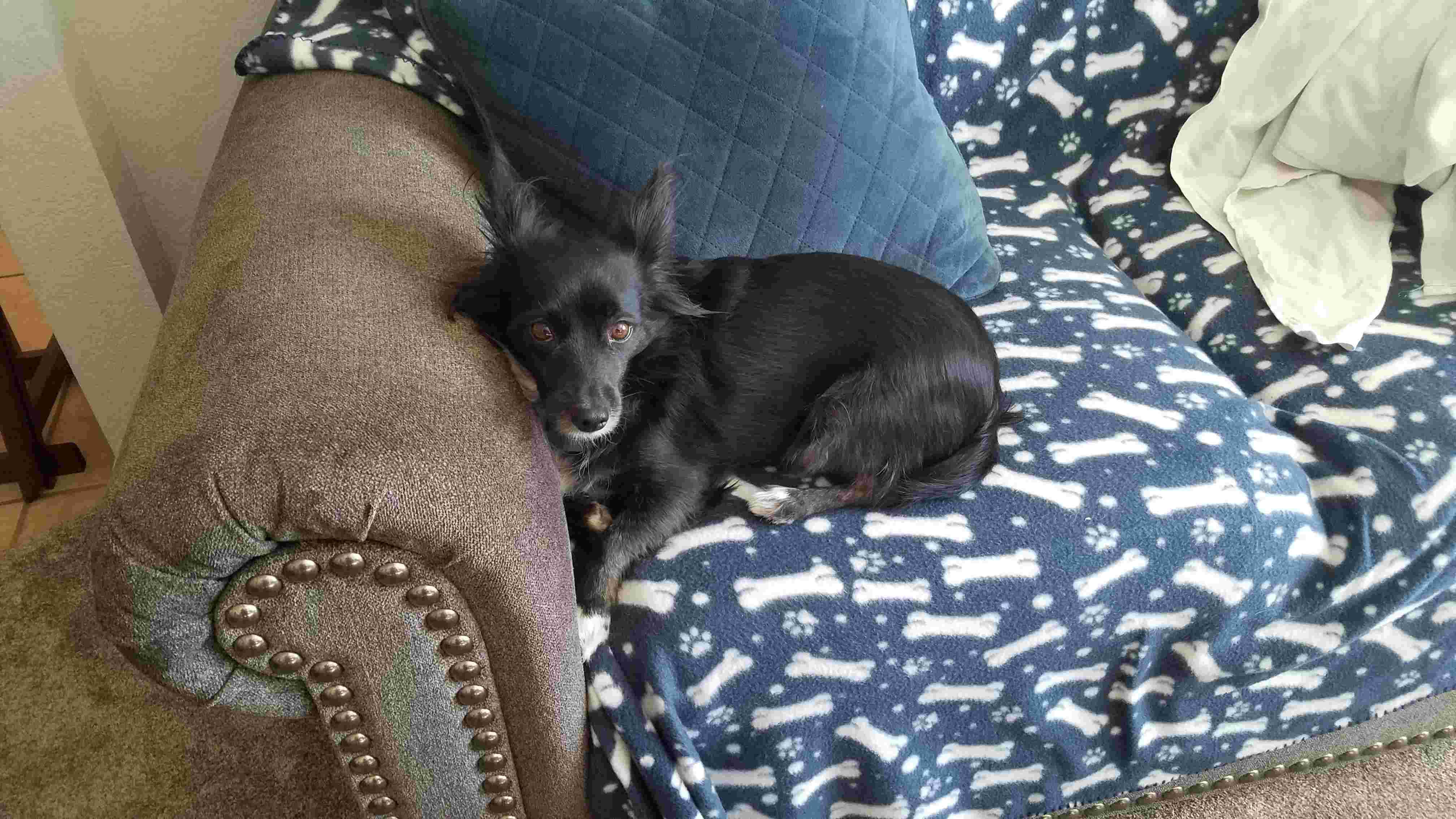 My housebroken dog suddenly poops inside at night. Why? | Petco