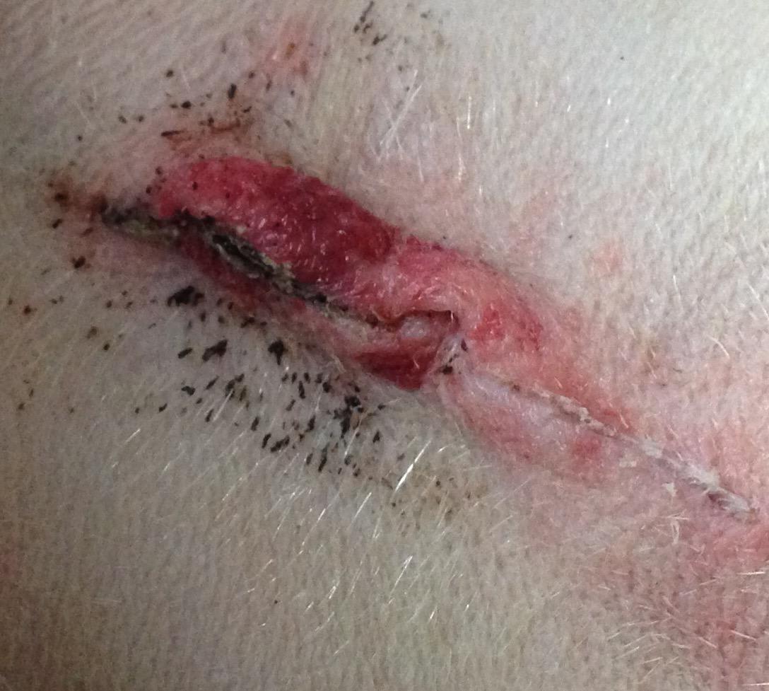 Is my dog's red, swollen incision normal after jumping post-op? | Petco