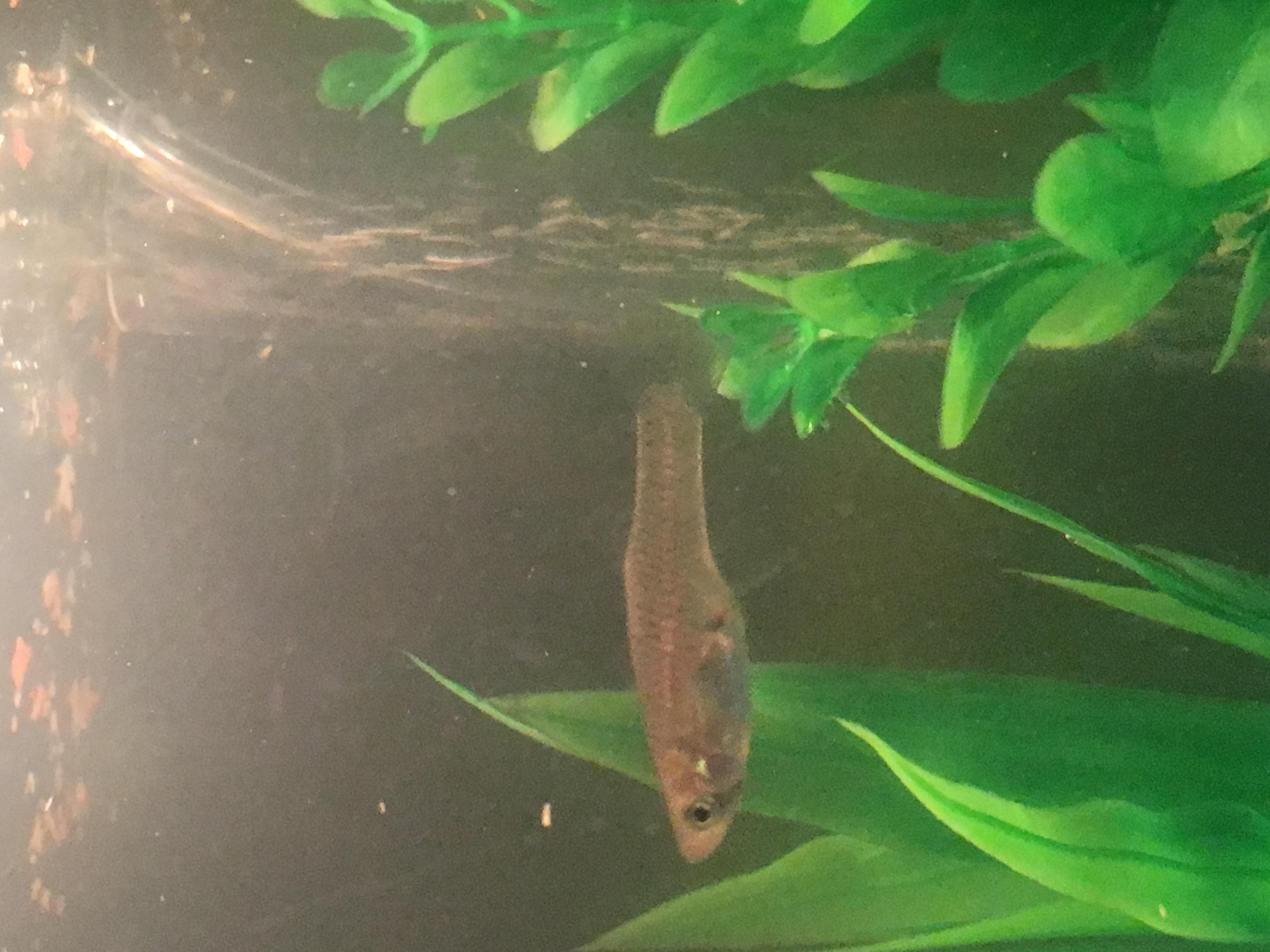 Is Your Mosquito Minnow Pregnant? Know If Your Fish Is Expecting | Petco