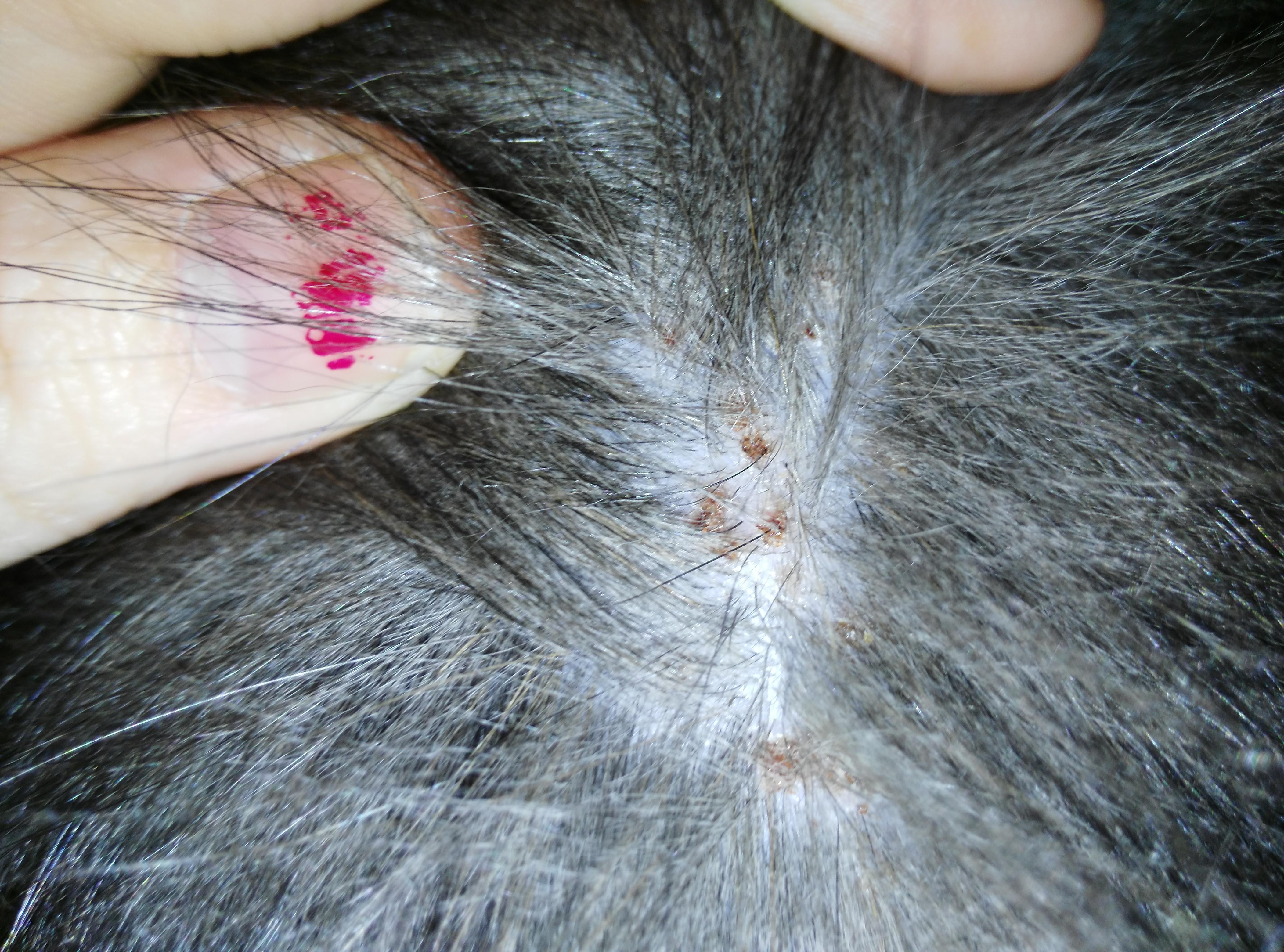 I need advice regarding my cat ( 2yr) recent scab,skin n fur problem ...