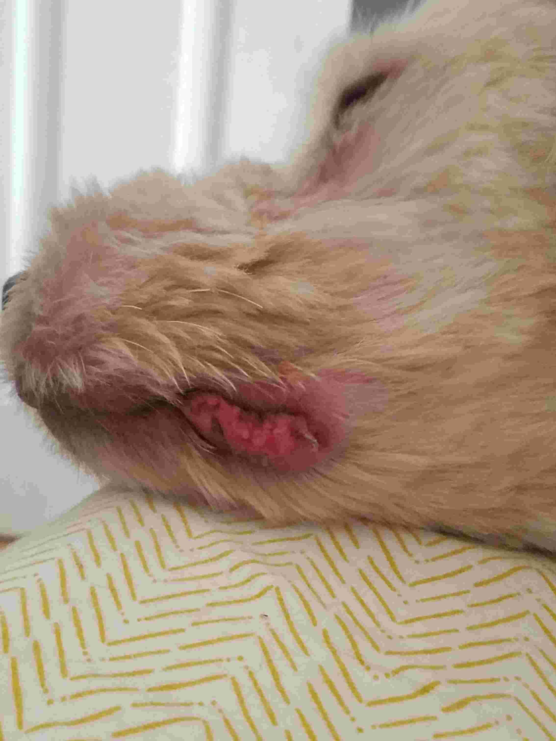 My Dog's Lip Fold Dermatitis: How to Use Hibiclens Safely | Petco