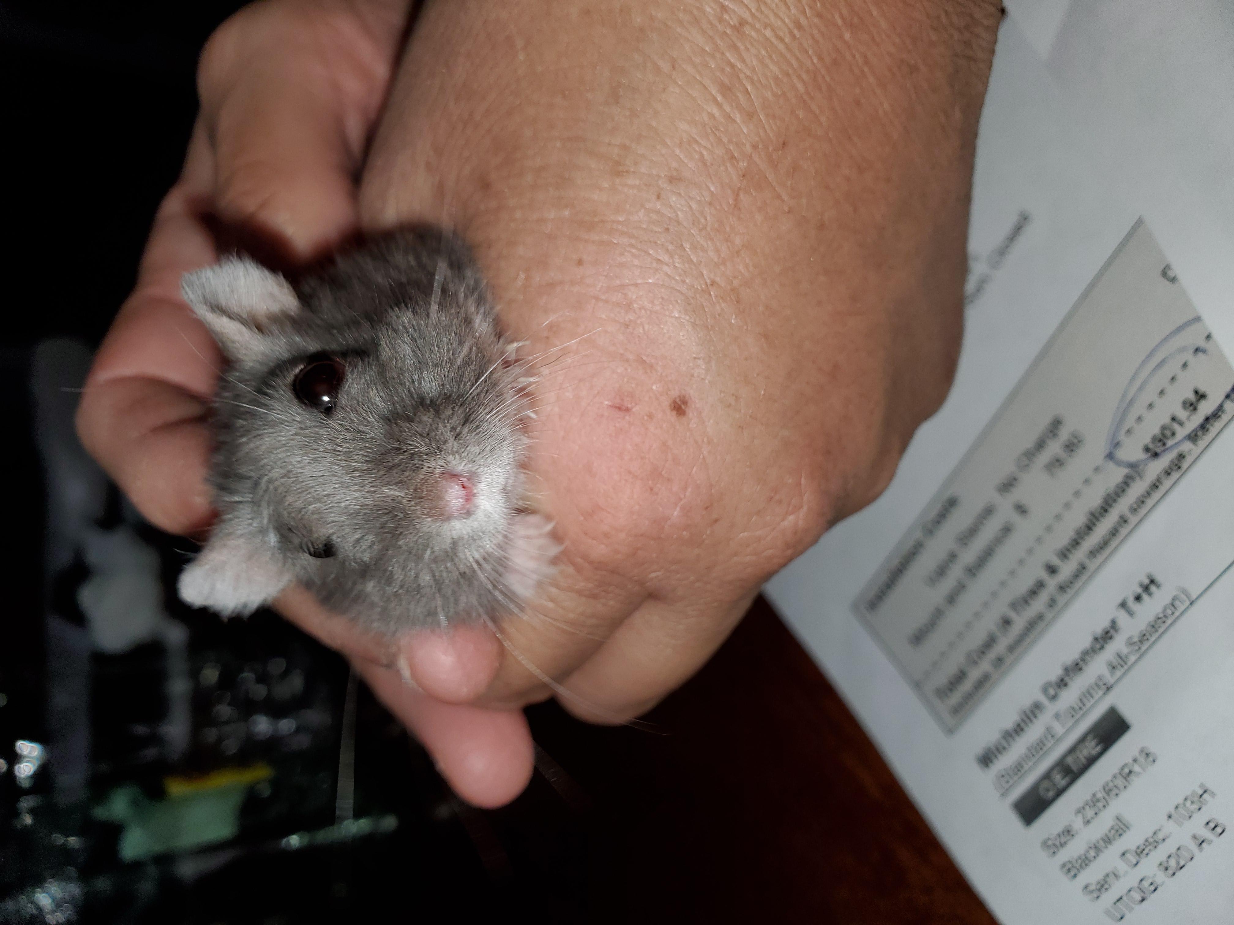 My Hamster's Eye Is Red: What Are The Causes & Treatments? | Petco