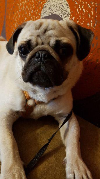 My 8-month pug marks inside. Will neutering help with marking? | Petco