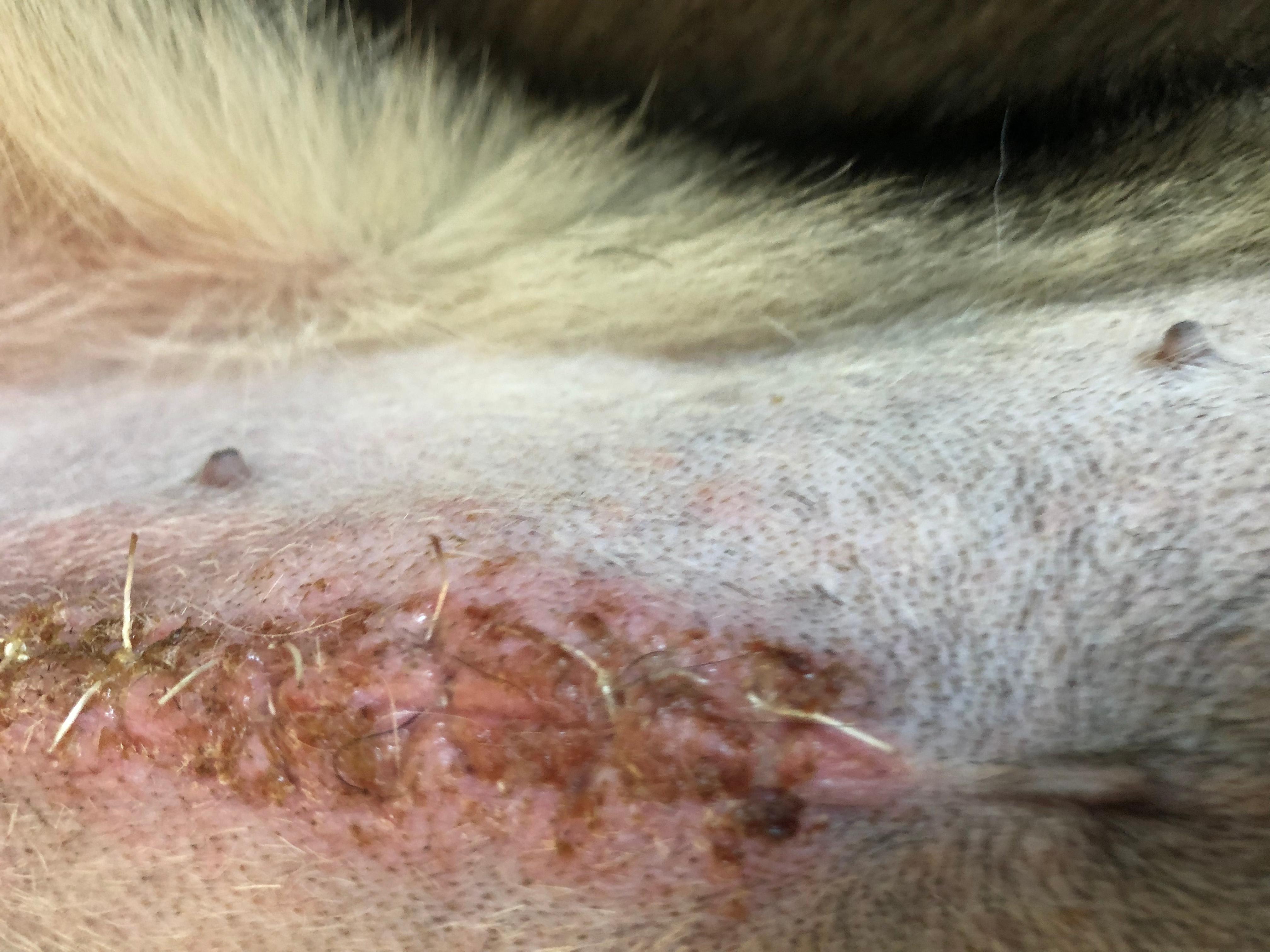 Is my pet's incision healing normally with scabbing & discharge? | Petco