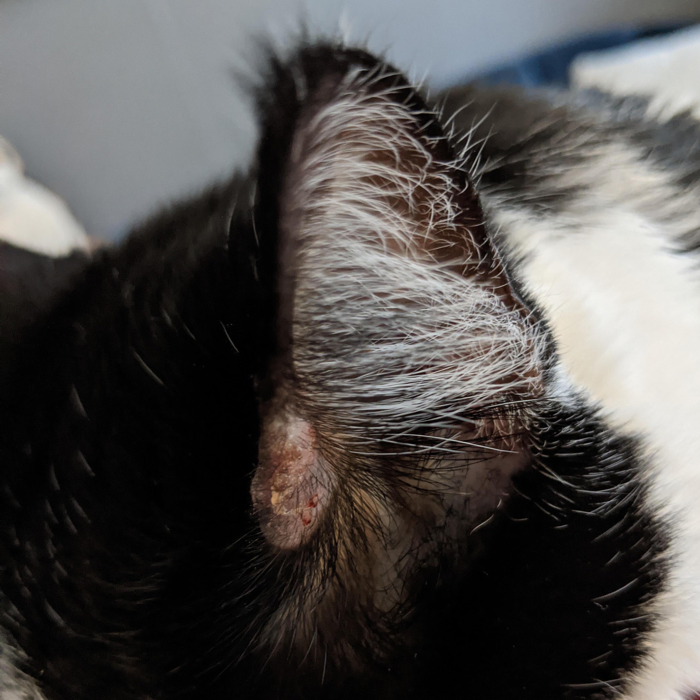 My Cat's Ears Are Scabby & Irritated. Is a Vet Needed? | Petco
