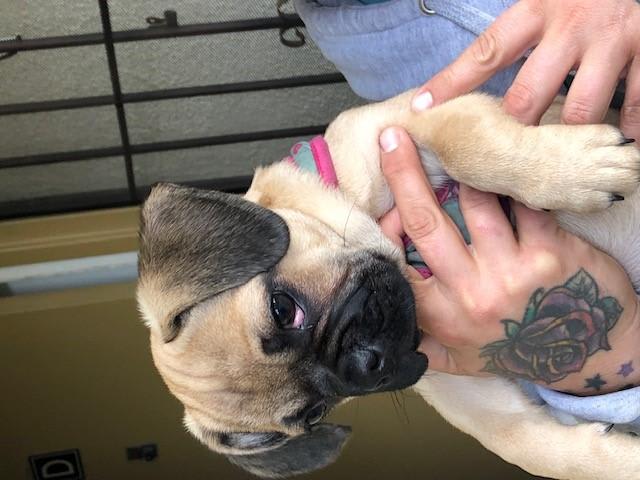 My Pug Puppy's Eye Swollen & Pink? Could It Be Cherry Eye? | Petco