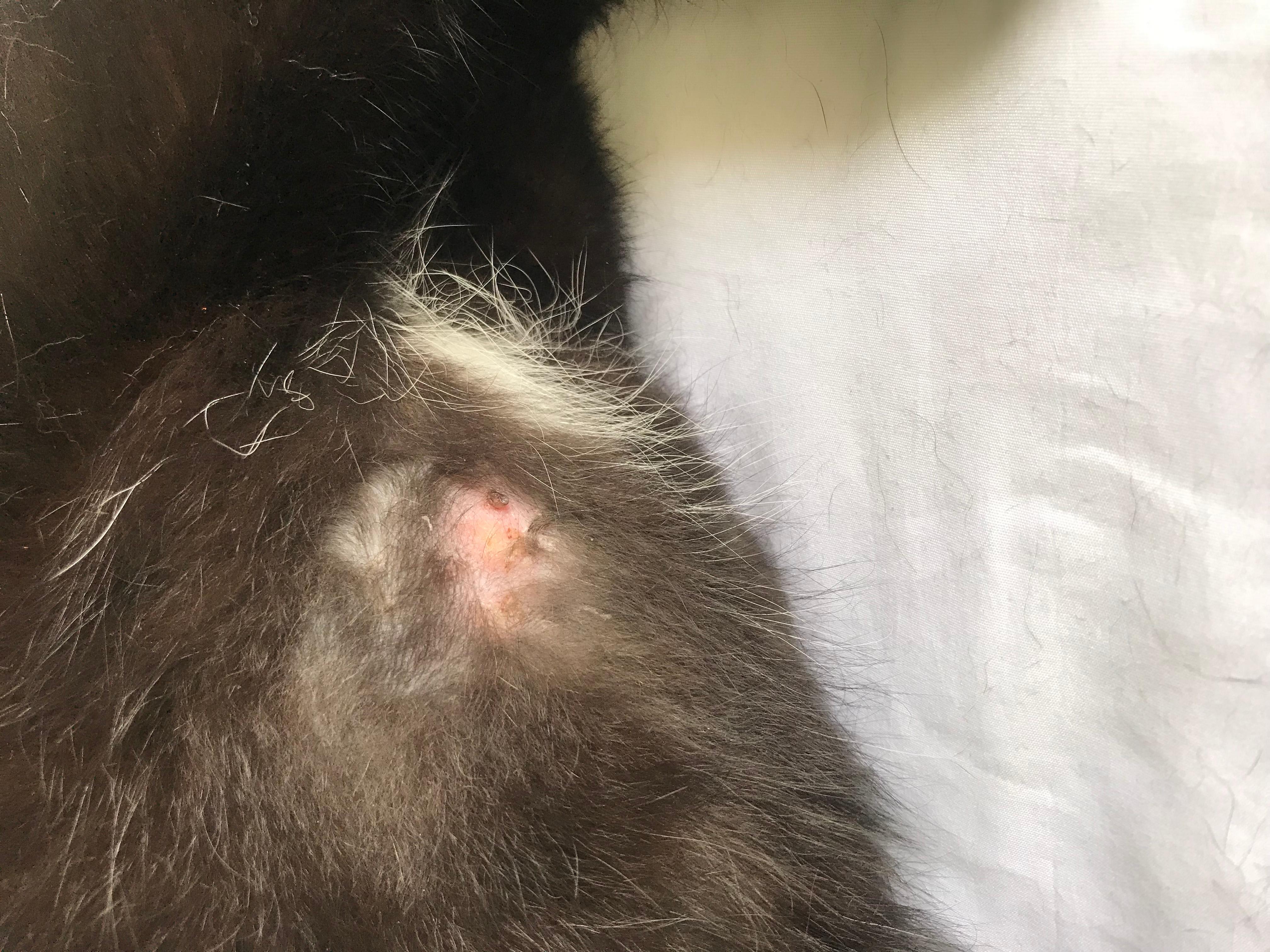 Cat Skin Patches: Not Ringworm? Why Isn't Treatment Working? | Petco