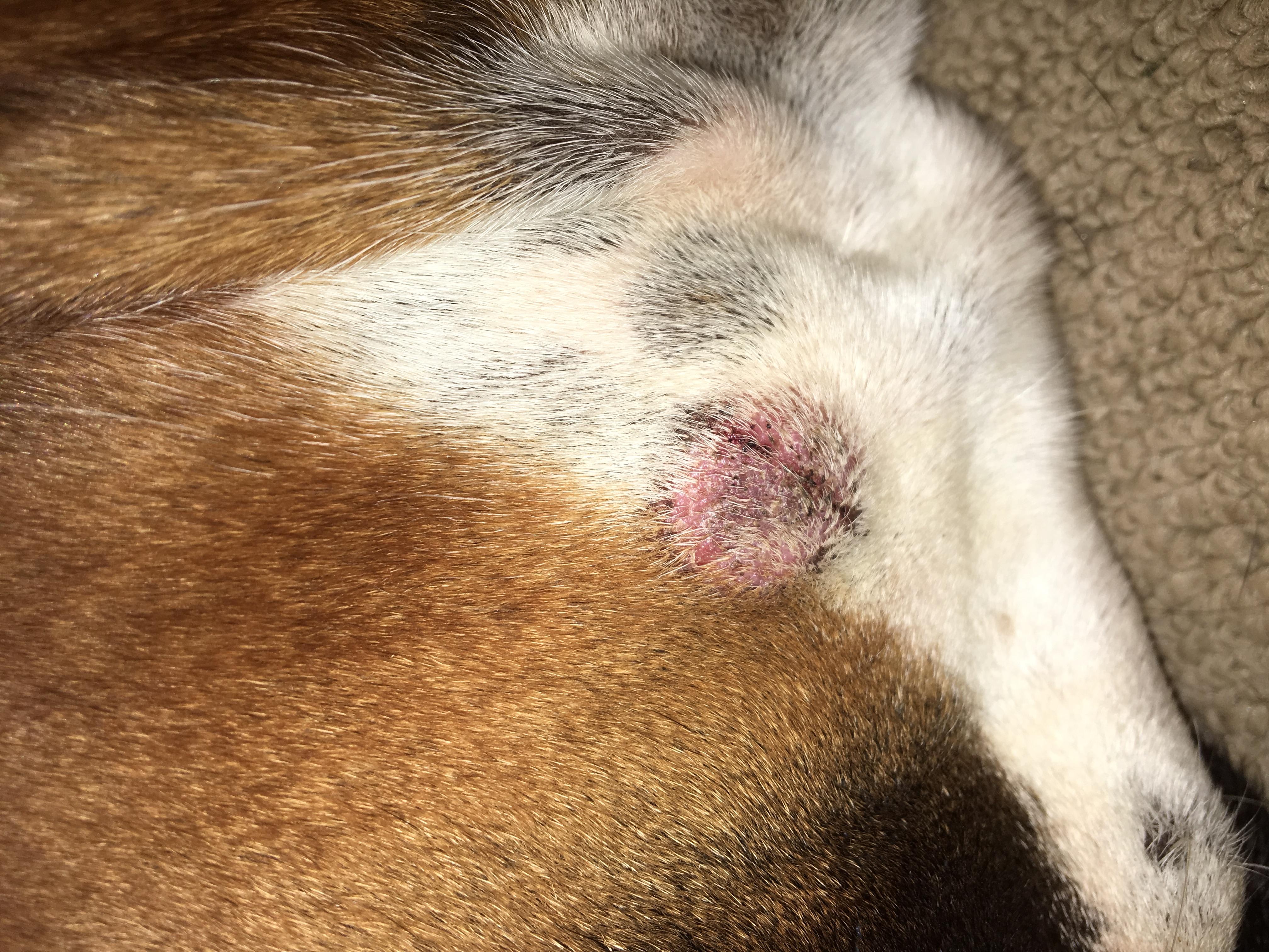 My Boxer has a red sore under chin. Is it a tumor? What to do? | Petco